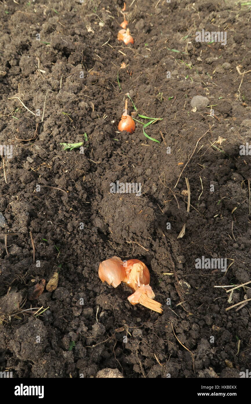 Planting shallot sets hi-res stock photography and images - Alamy