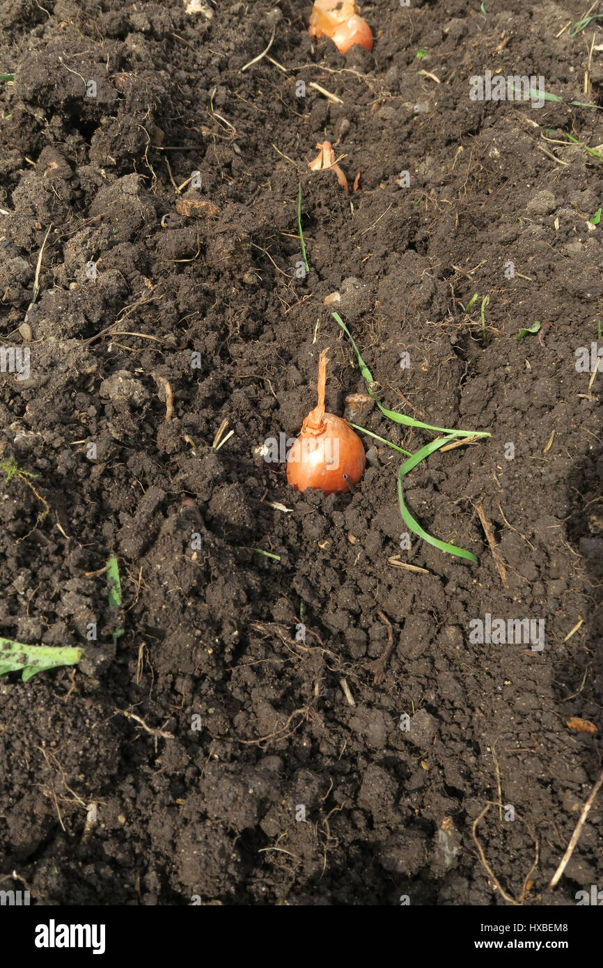 Shallots garden planting hi-res stock photography and images - Alamy