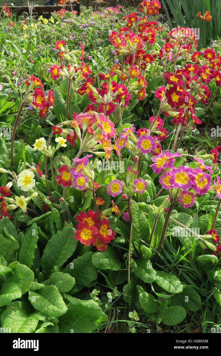 Primulas growing in an English garden in spring Stock Photo - Alamy