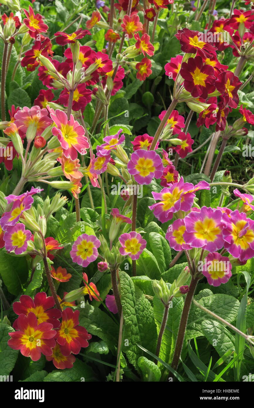 Primulas growing in an English garden in spring Stock Photo - Alamy