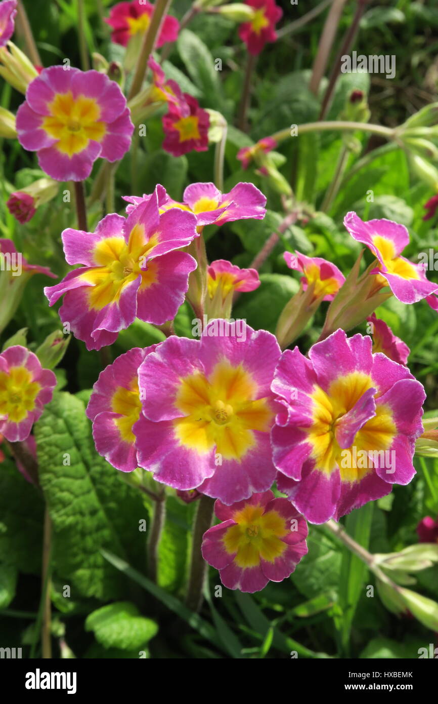 Primulas growing in an English garden in spring Stock Photo - Alamy
