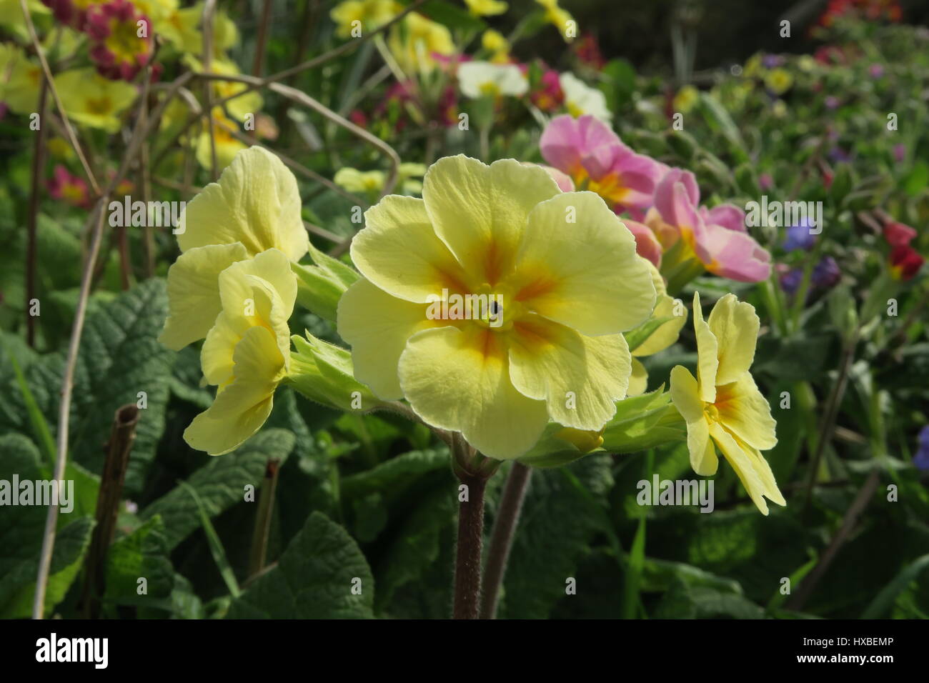 Primulas growing in an English garden in spring Stock Photo - Alamy