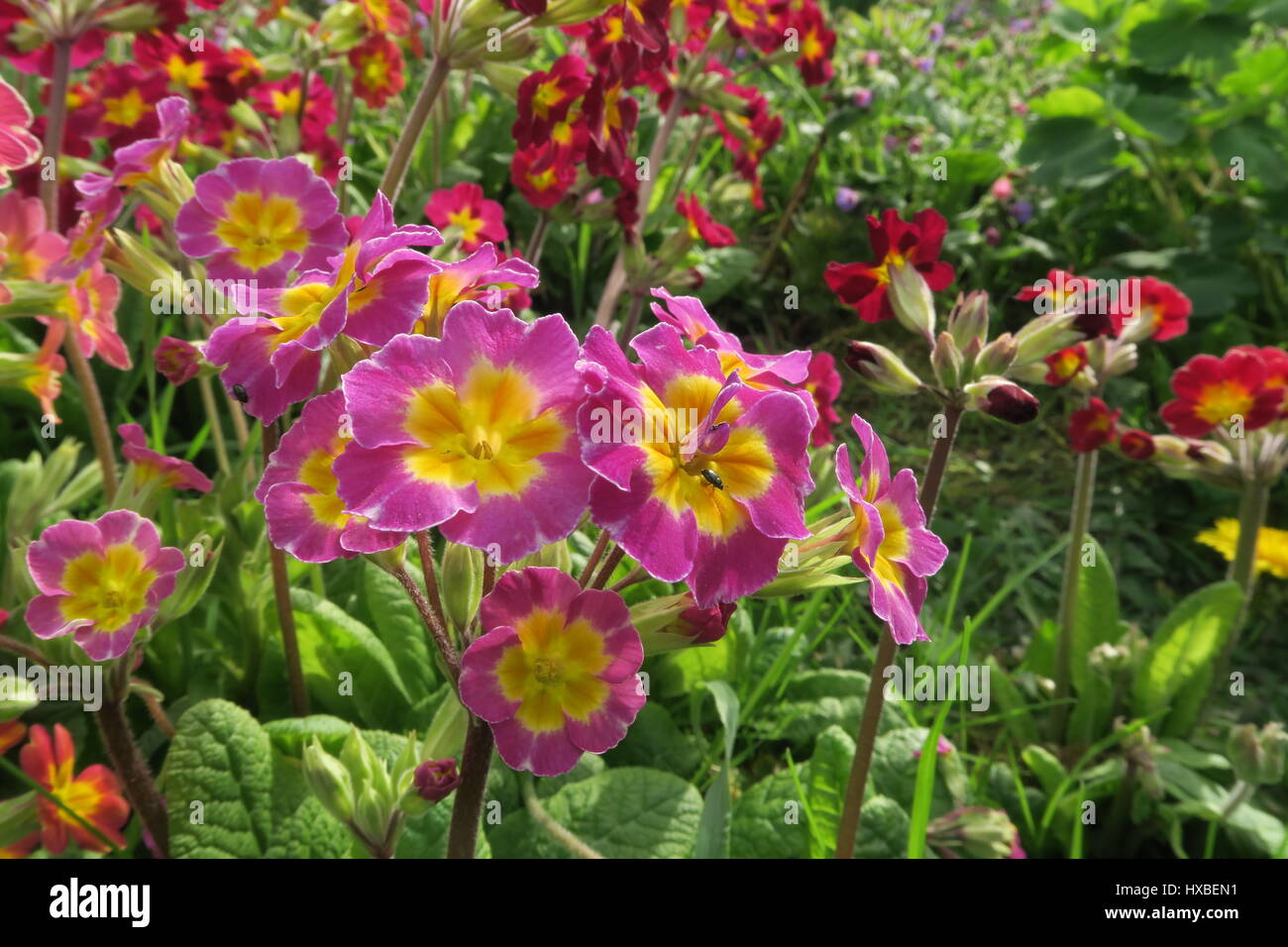 Primulas growing in an English garden in spring Stock Photo - Alamy