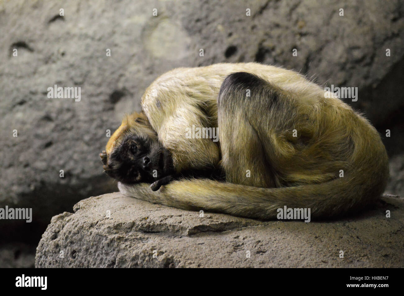 Monkey sleeping lying hi-res stock photography and images - Alamy