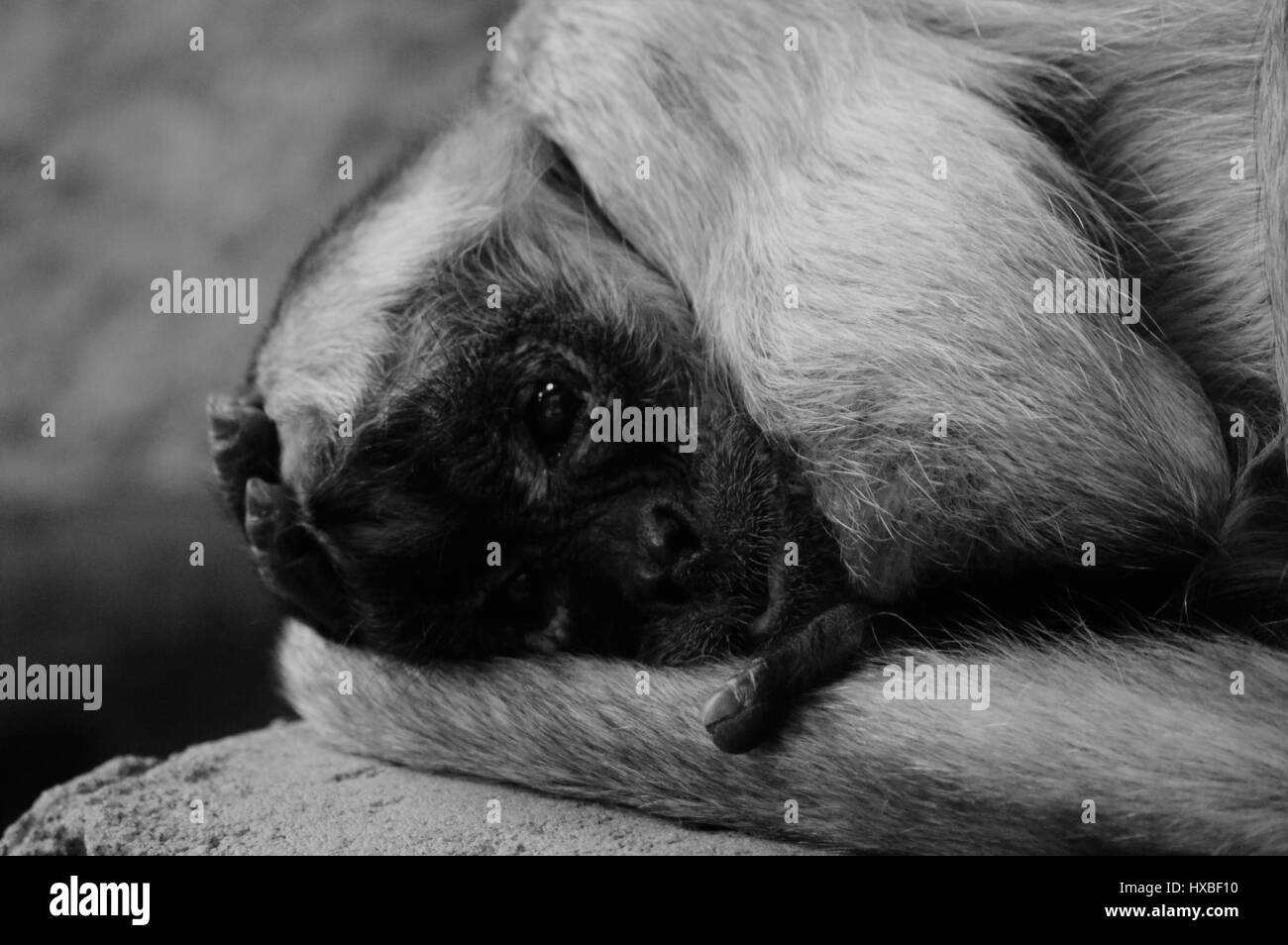 Curled Up Sleeping Black and White Stock Photos & Images - Alamy