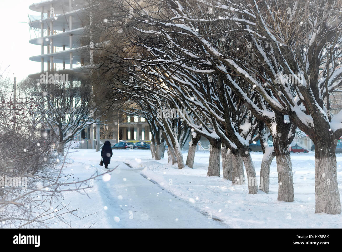 street tree wood pedestrian winter Stock Photo - Alamy