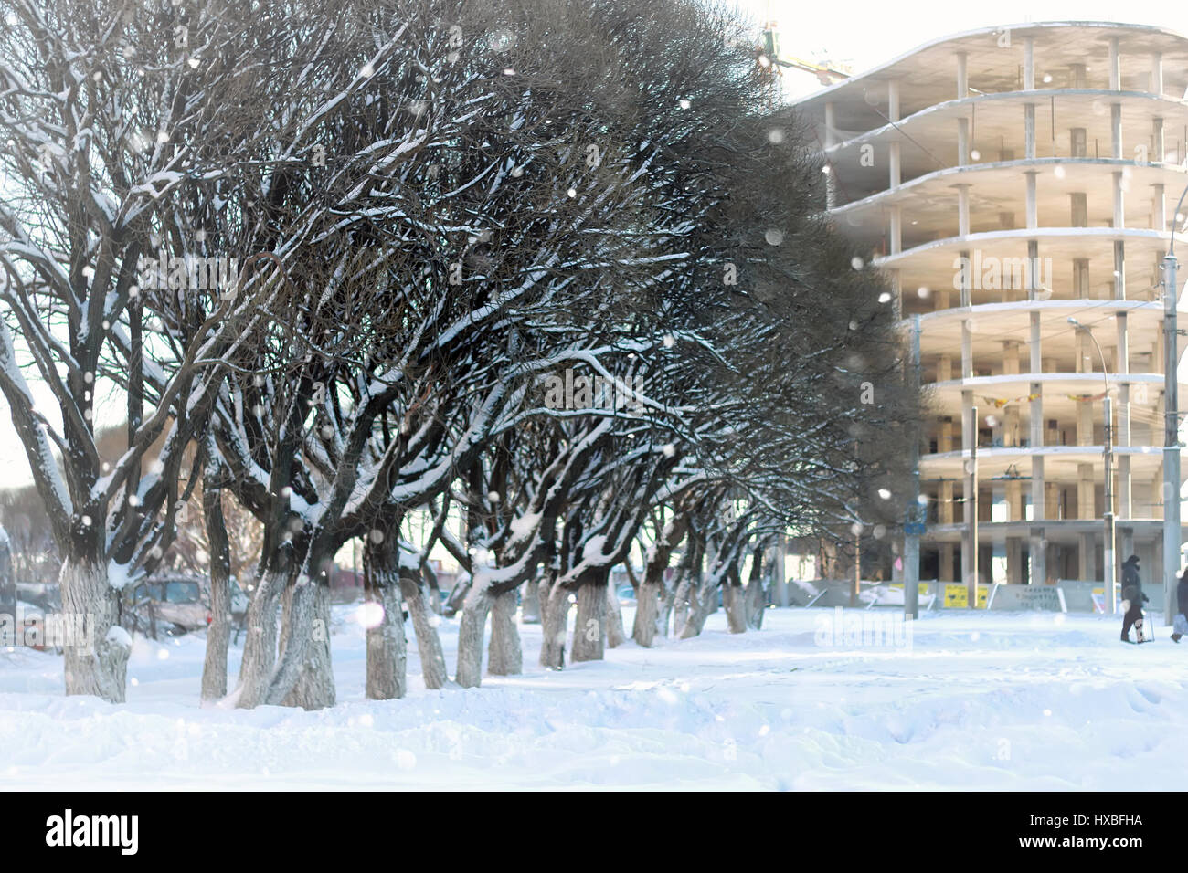 street tree wood pedestrian winter Stock Photo - Alamy
