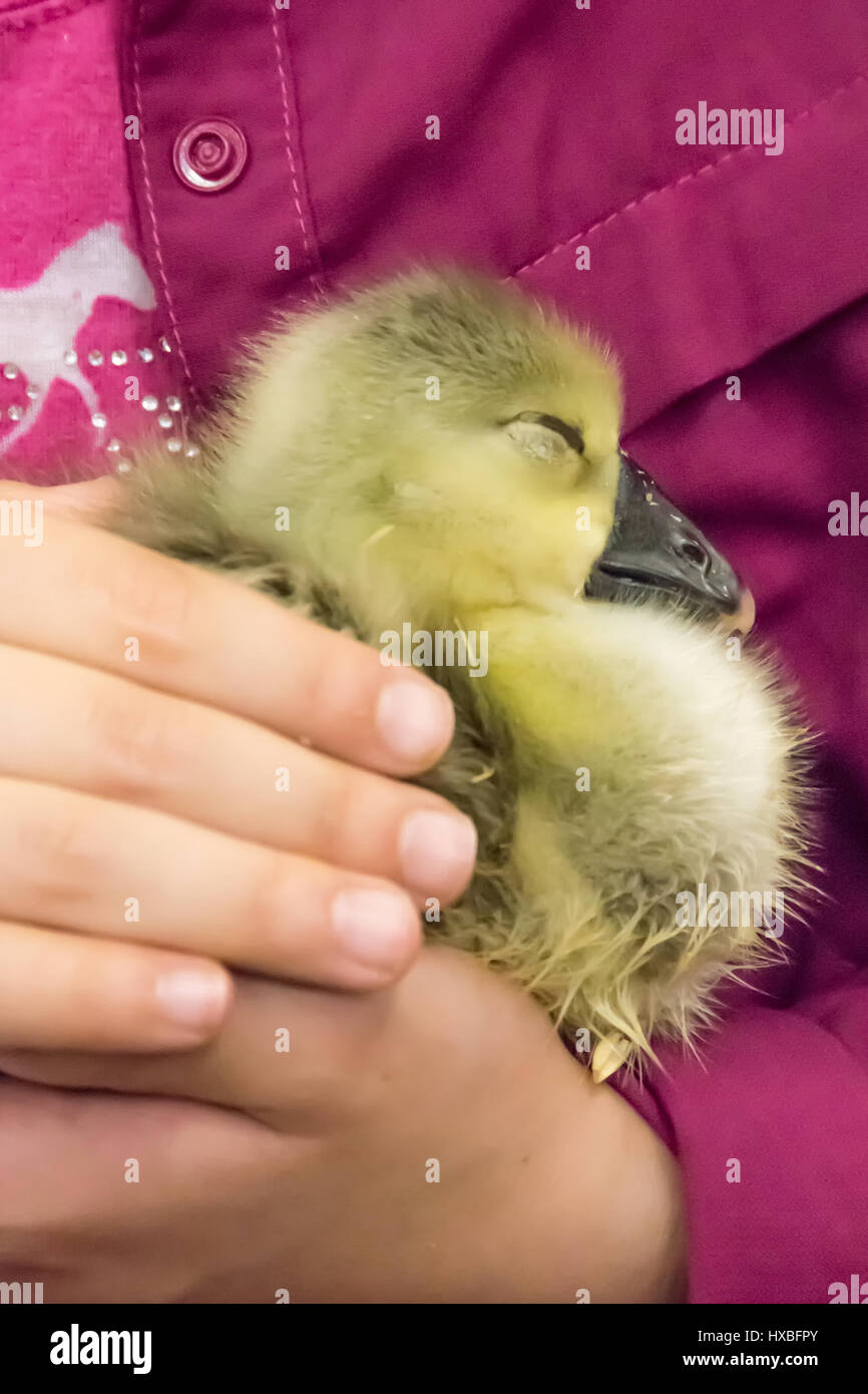 African domestic goose hi-res stock photography and images - Alamy