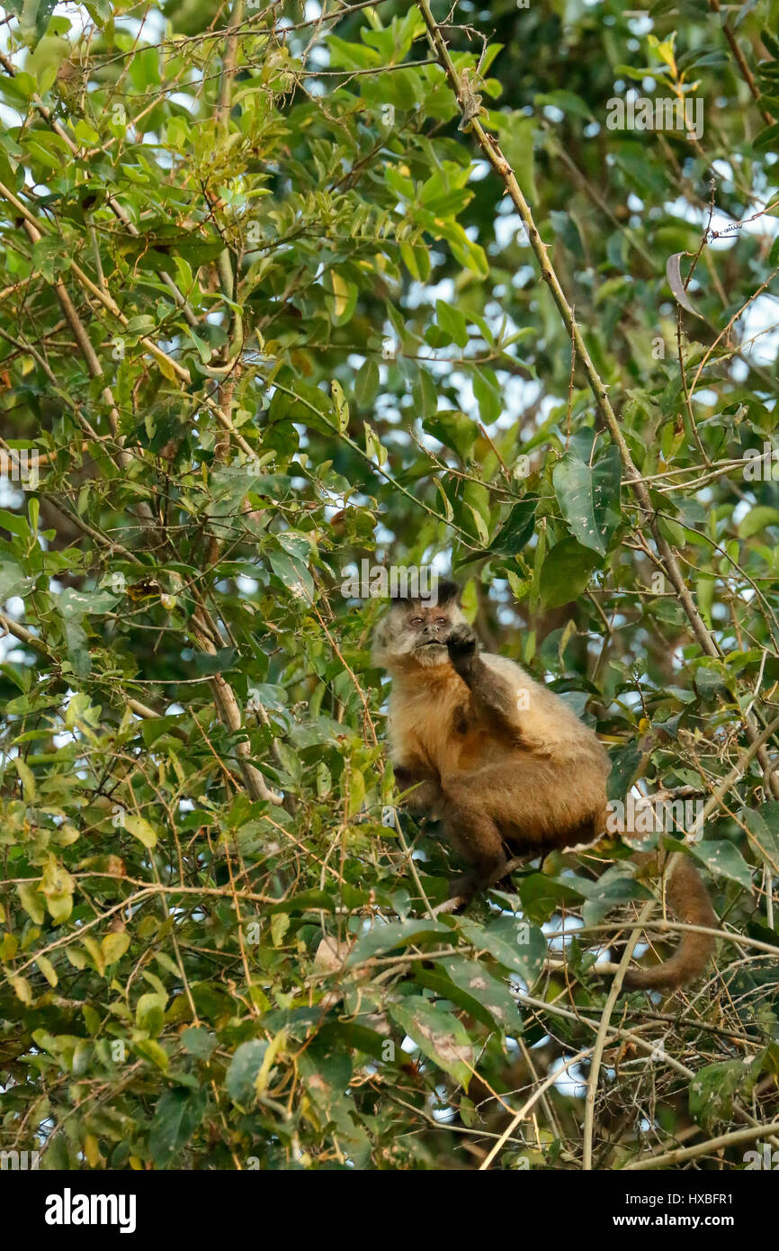Sapajus apella hi-res stock photography and images - Alamy
