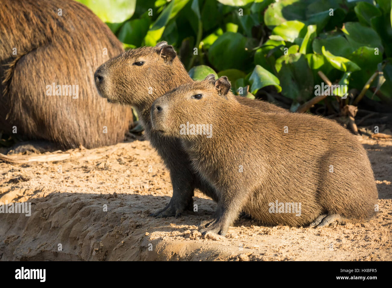 Portrait of two young Capybaras sitting along the riverbank of the ...