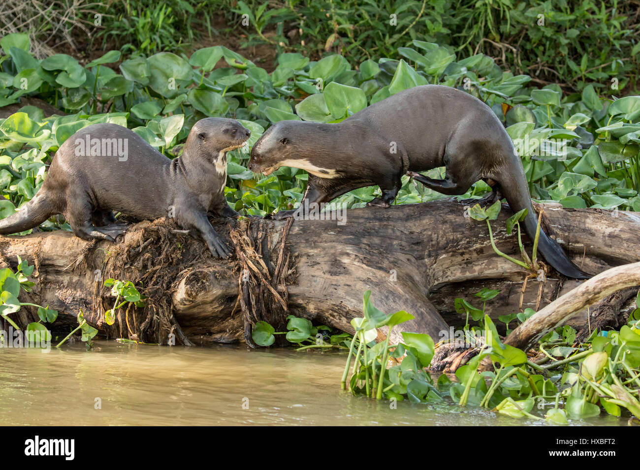 Amazon Rainforest Giant River Otter
