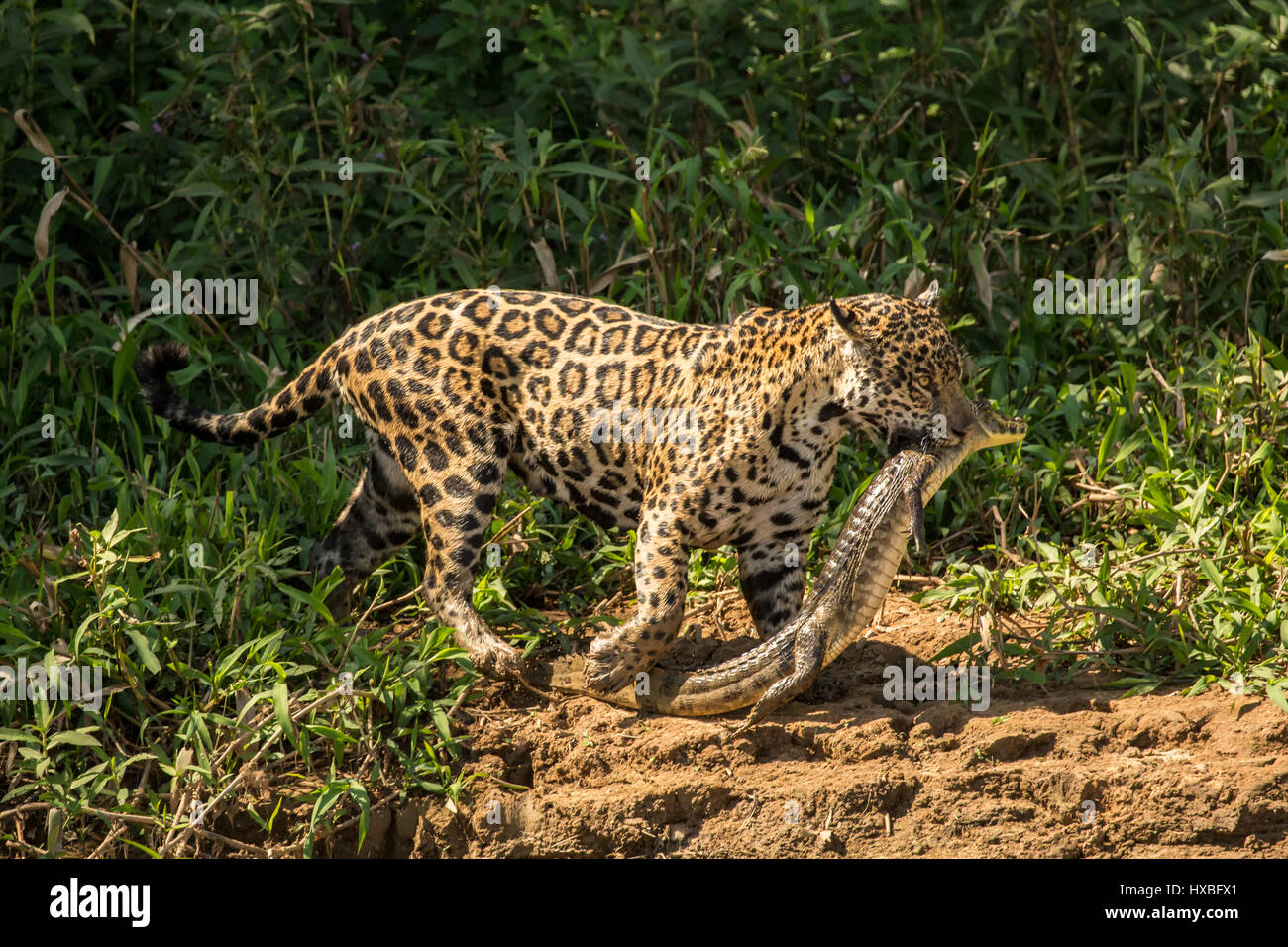 Jaguars Eating Prey