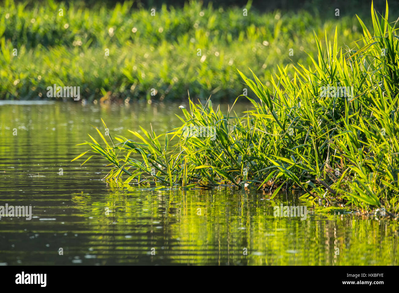 Cuiaba river sunrise pantanal mato hi-res stock photography and images ...