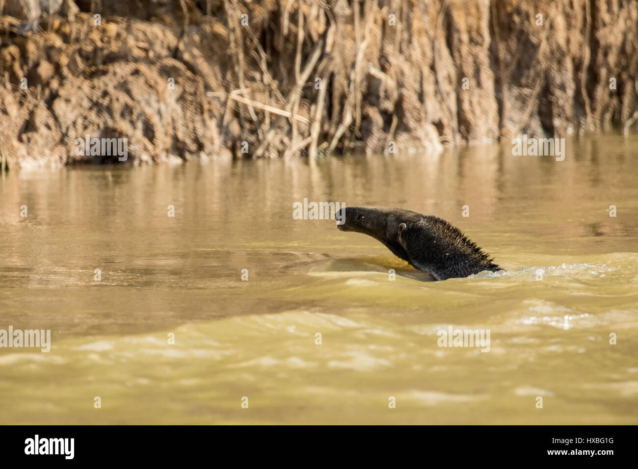 the Cuiaba River in the Pantanal region, Mato Grosso, Brazil, South ...