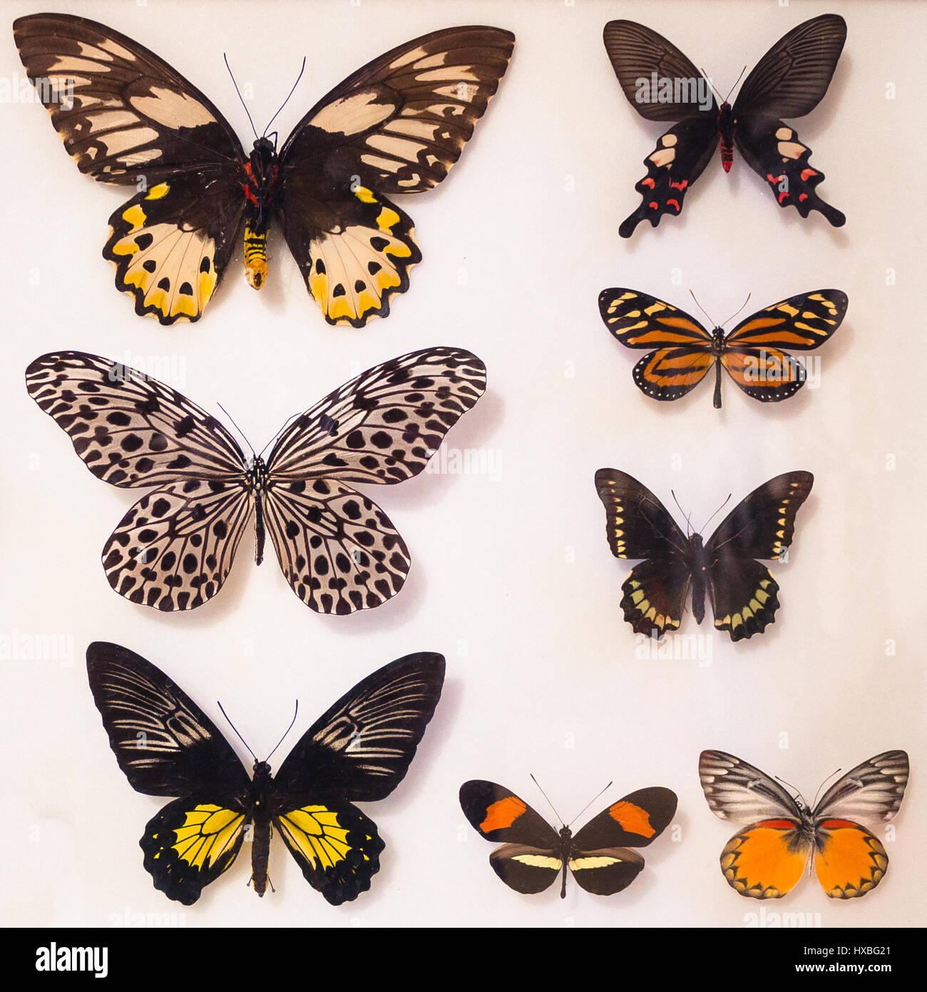 Butterfly collection hi-res stock photography and images - Alamy