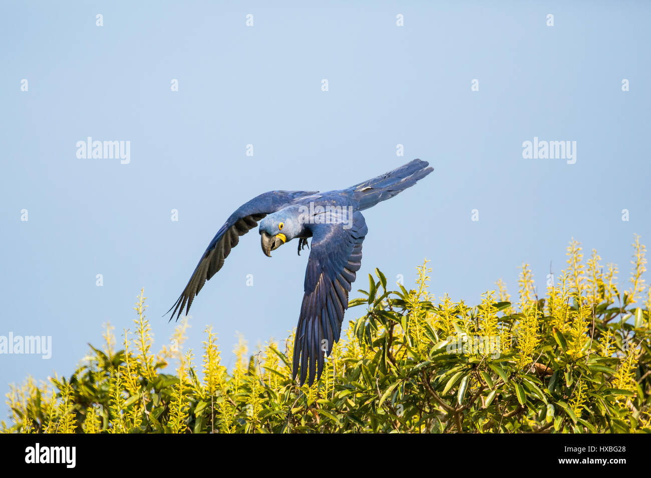 Flying blue macaw hi-res stock photography and images - Alamy