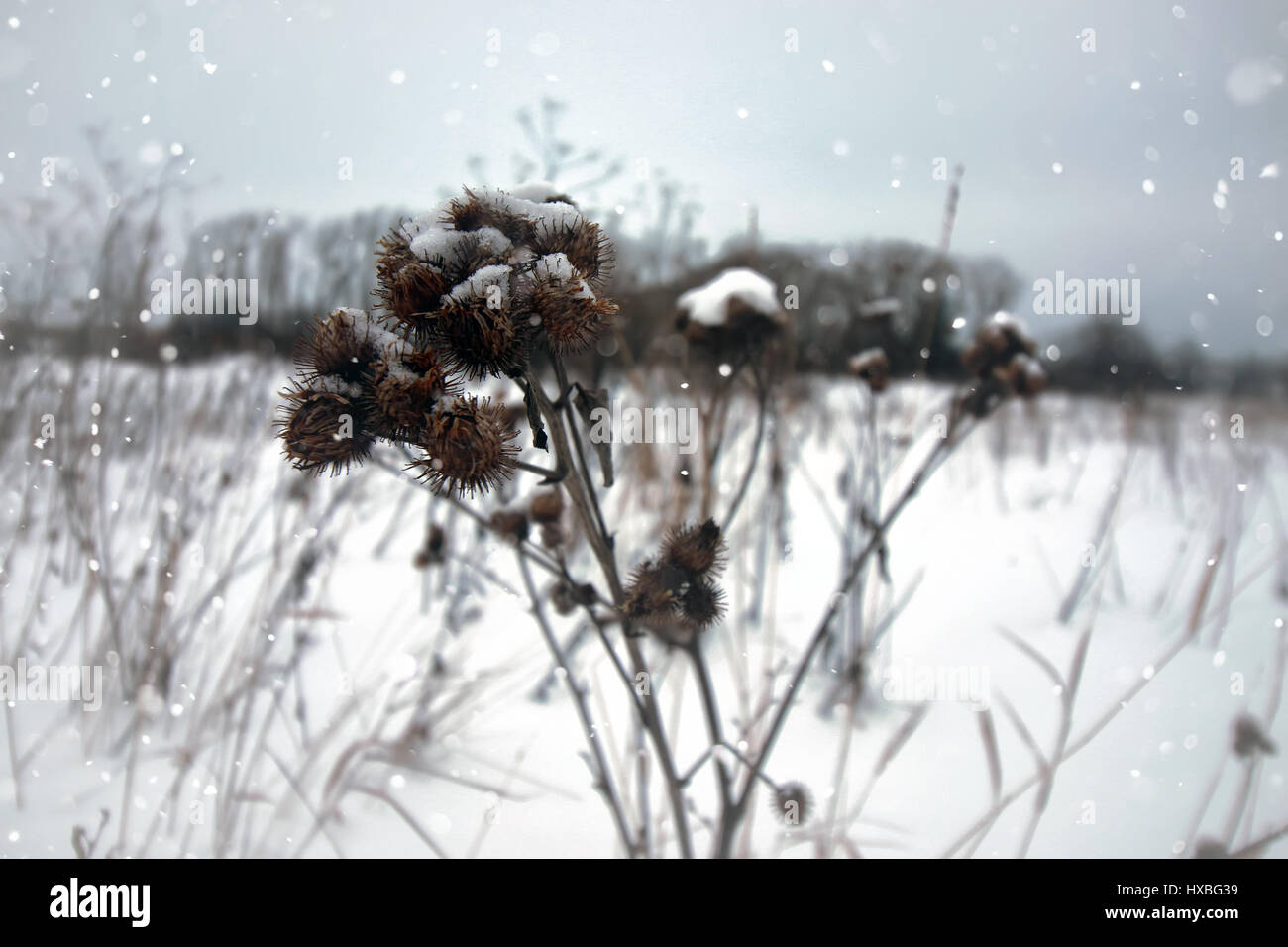 Winter Thorn High Resolution Stock Photography and Images - Alamy