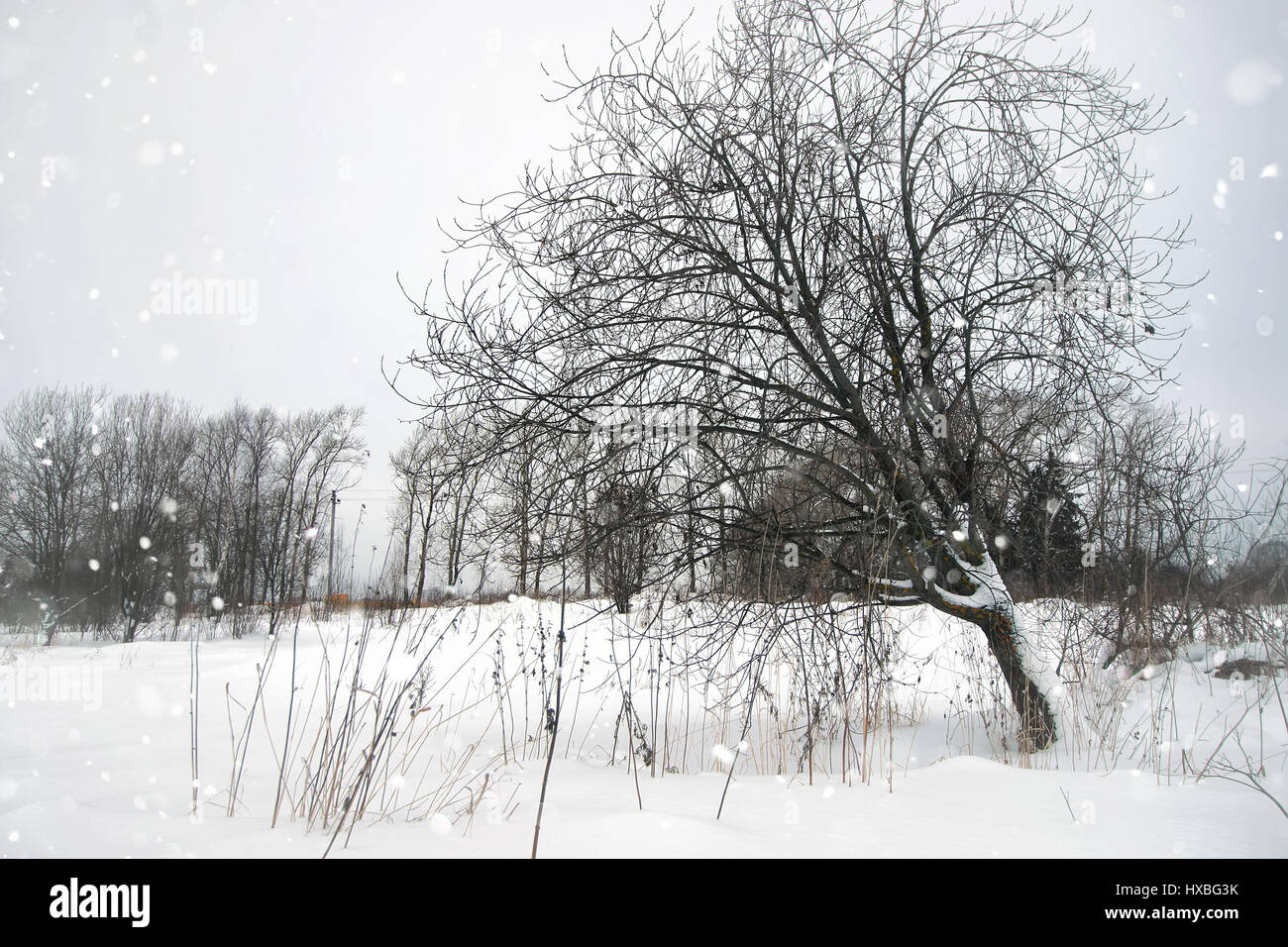winter snow rustic lonely tree Stock Photo - Alamy