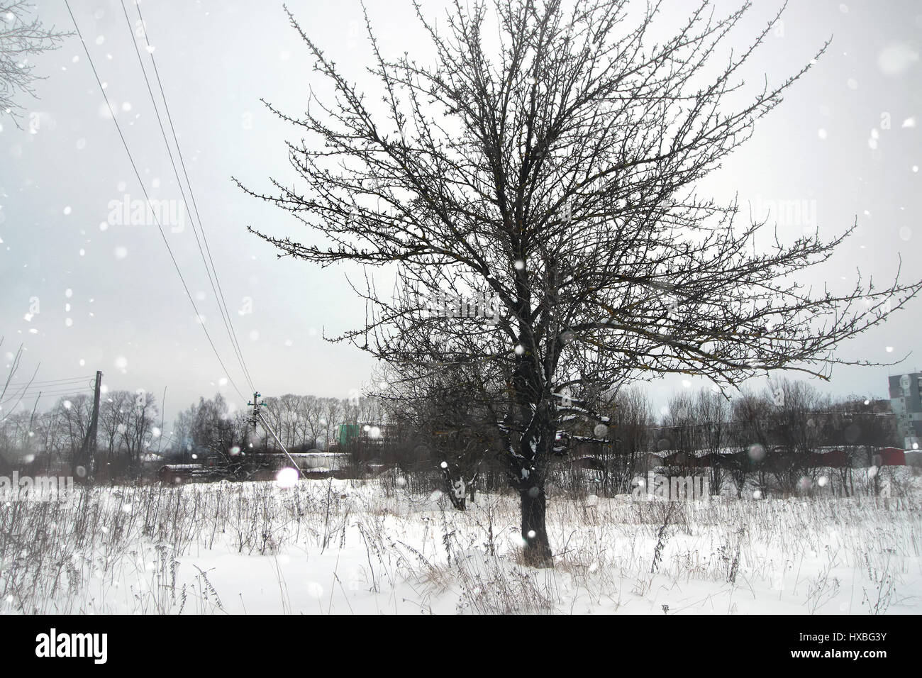 winter snow rustic lonely tree Stock Photo - Alamy