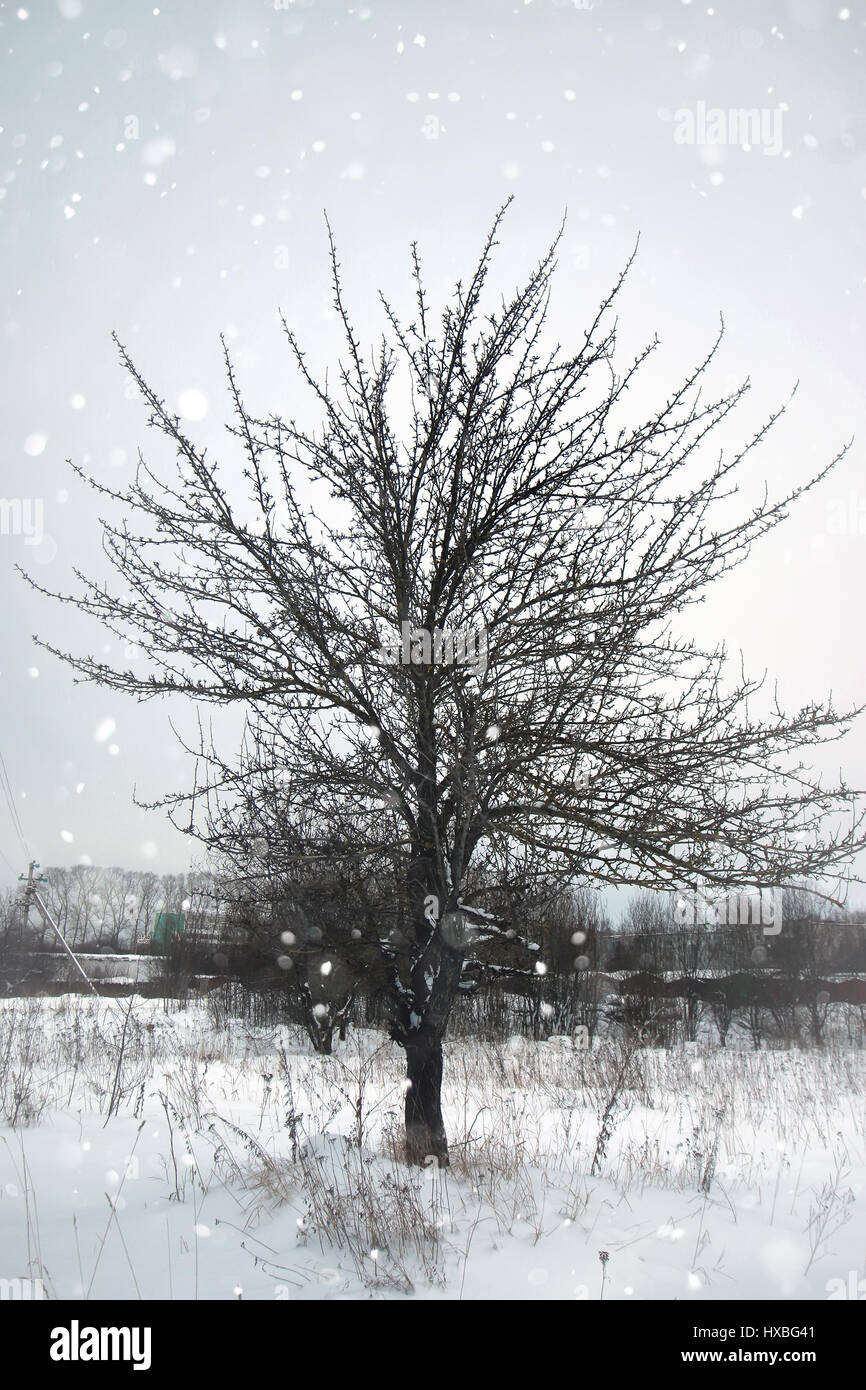 winter snow rustic lonely tree Stock Photo - Alamy