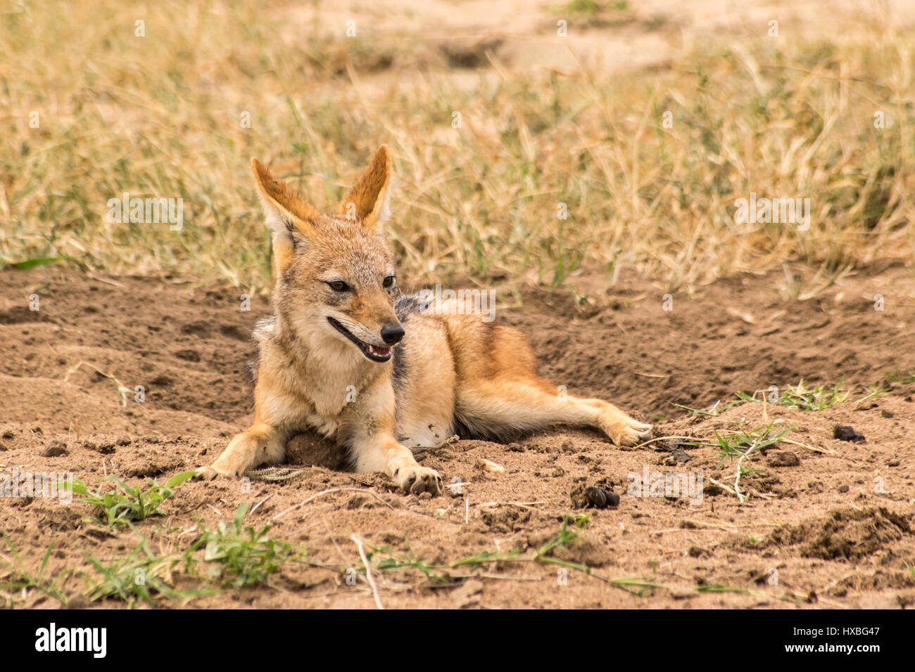 Black Backed or Silver Backed Jackal on the sand Stock Photo - Alamy