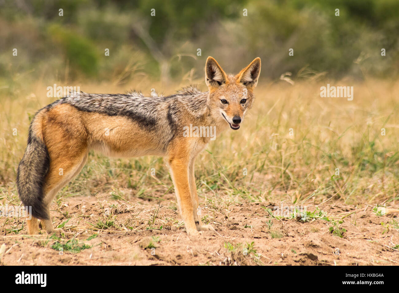 Black Backed or Silver Backed Jackal staring Stock Photo - Alamy