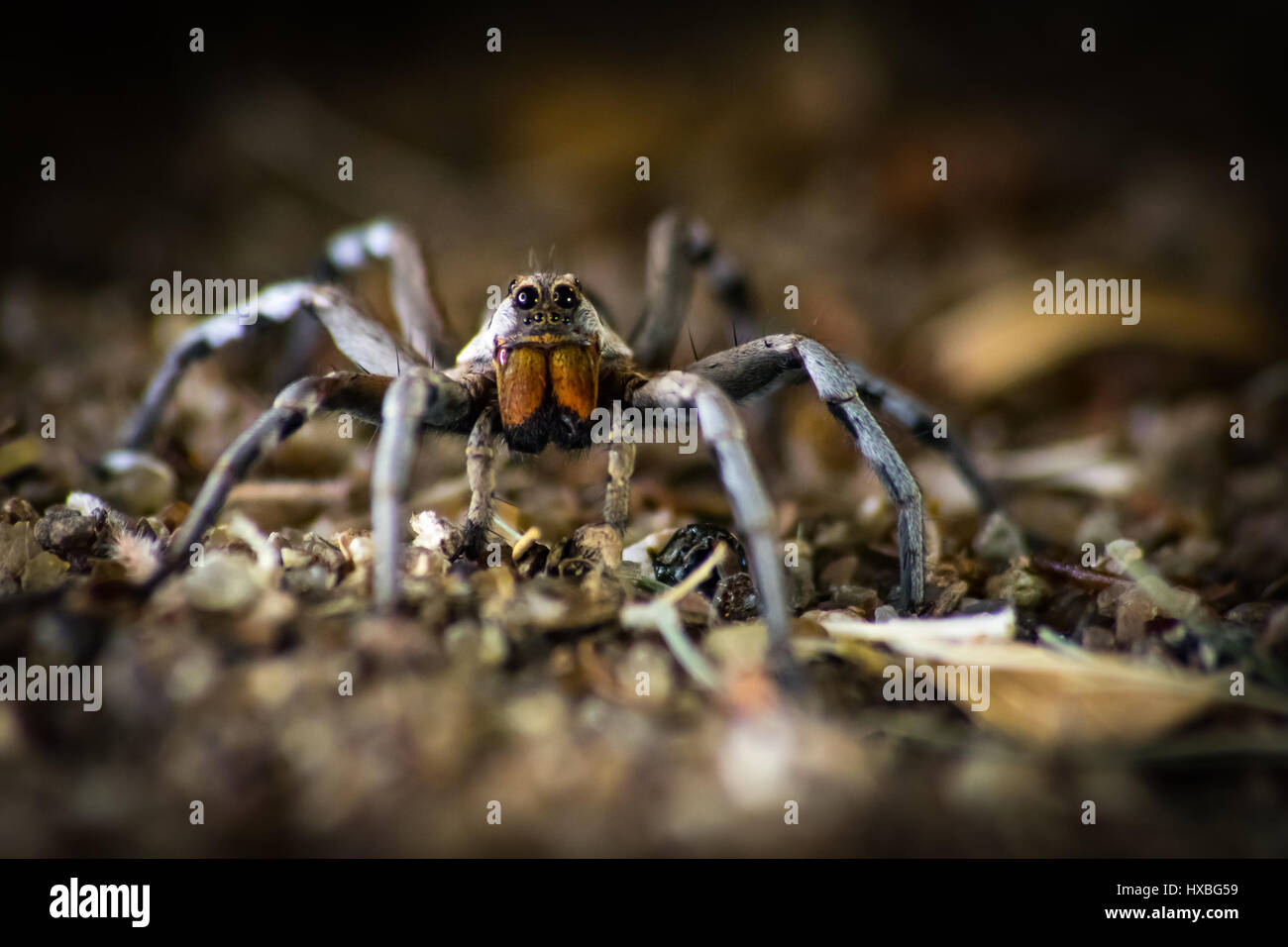 Orange chelicerae hi-res stock photography and images - Alamy