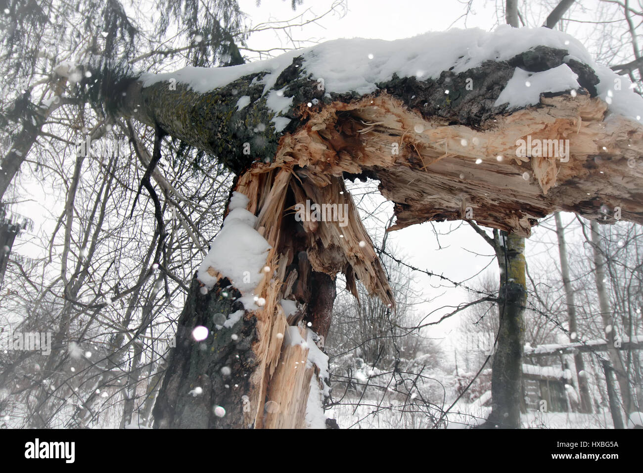 Broken Twig High Resolution Stock Photography and Images - Alamy