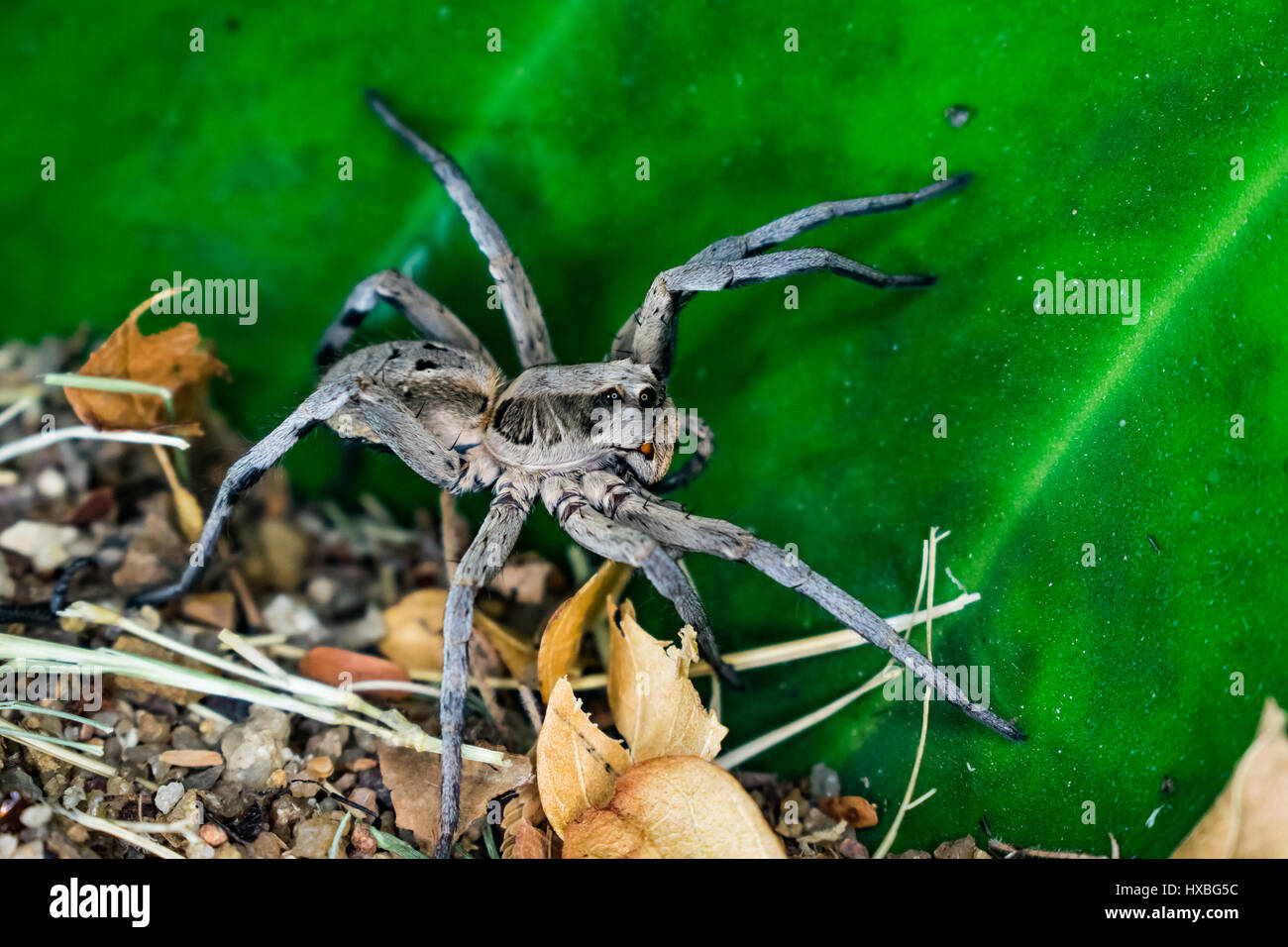 Burrowing Wolf Spider High Resolution Stock Photography and Images - Alamy