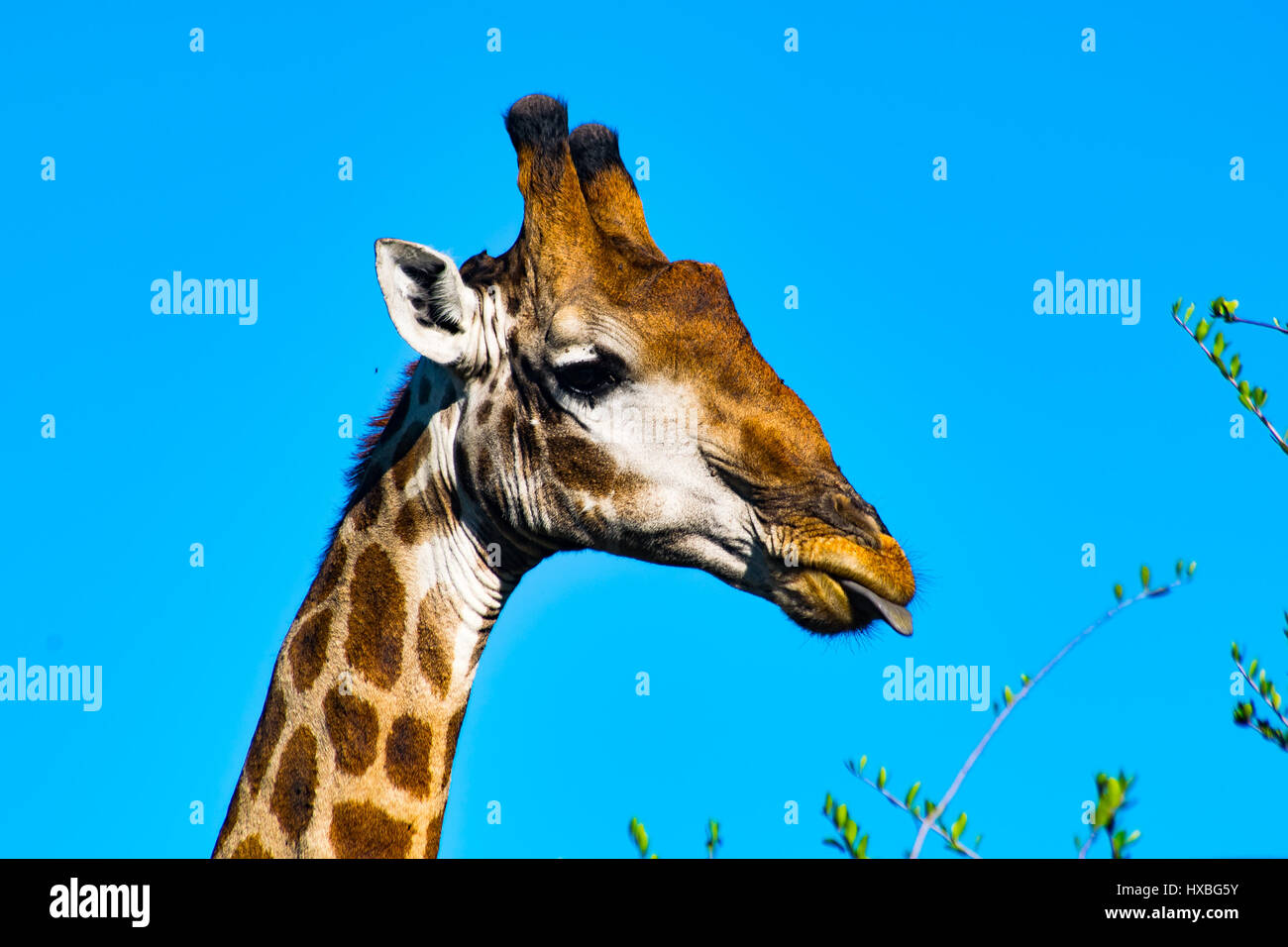 Bull giraffe hi-res stock photography and images - Alamy