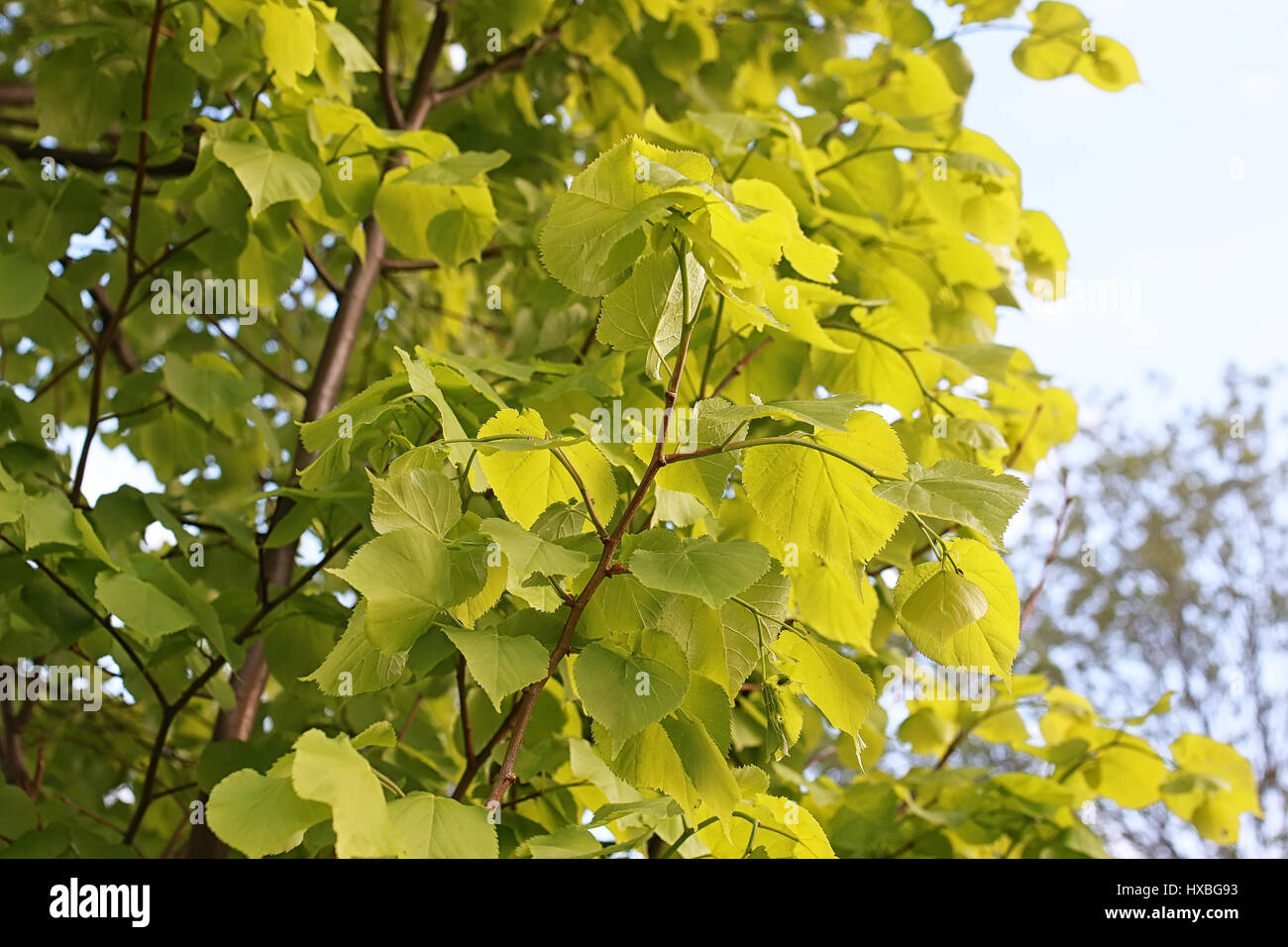 park in the city, young sprouts of trees in spring Stock Photo - Alamy