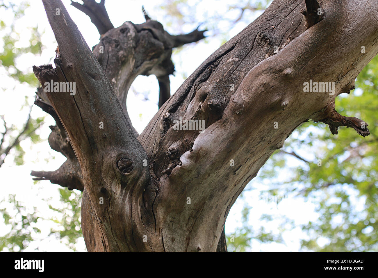 texture of the old dried-up tree at the beginning of the spring Stock ...