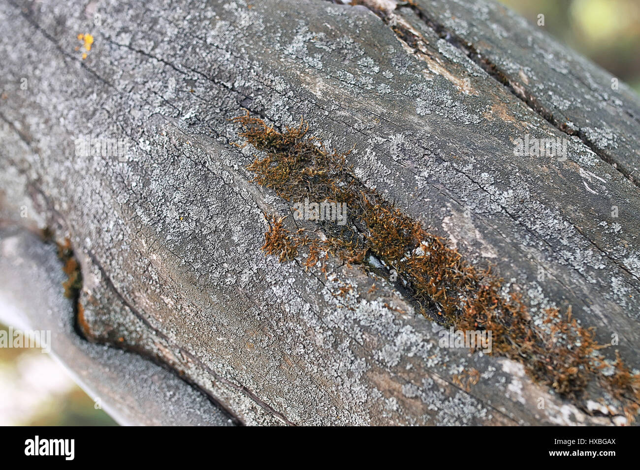 old textured dried-up tree at the beginning of the spring Stock Photo ...
