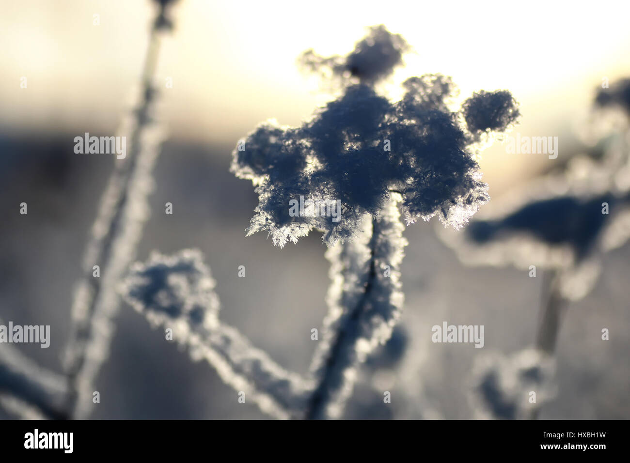branch of the plant covered with snow winter macro Stock Photo - Alamy