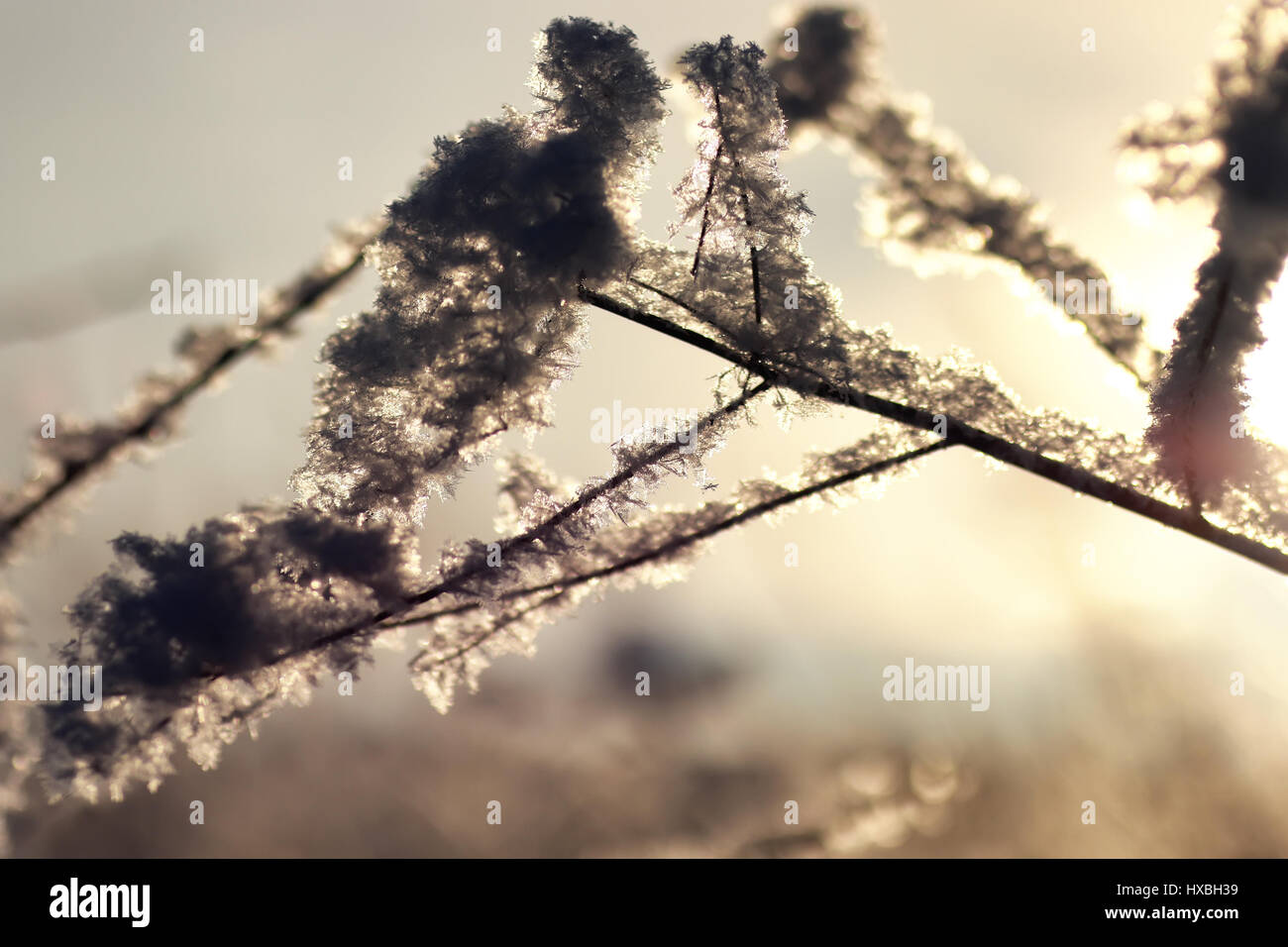 branch of the plant covered with snow winter macro Stock Photo - Alamy