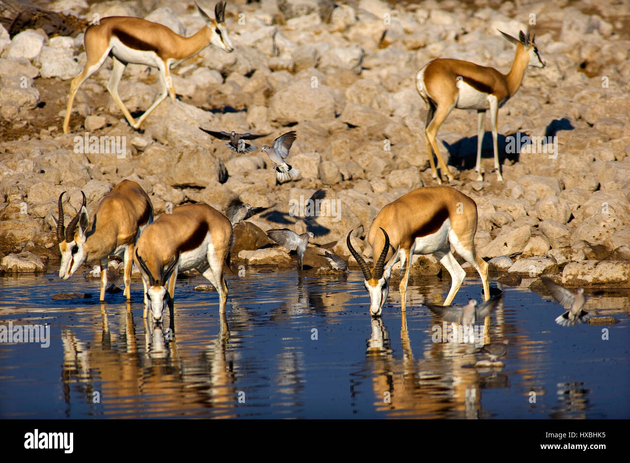 Springbok drinking waterhole hi-res stock photography and images - Alamy