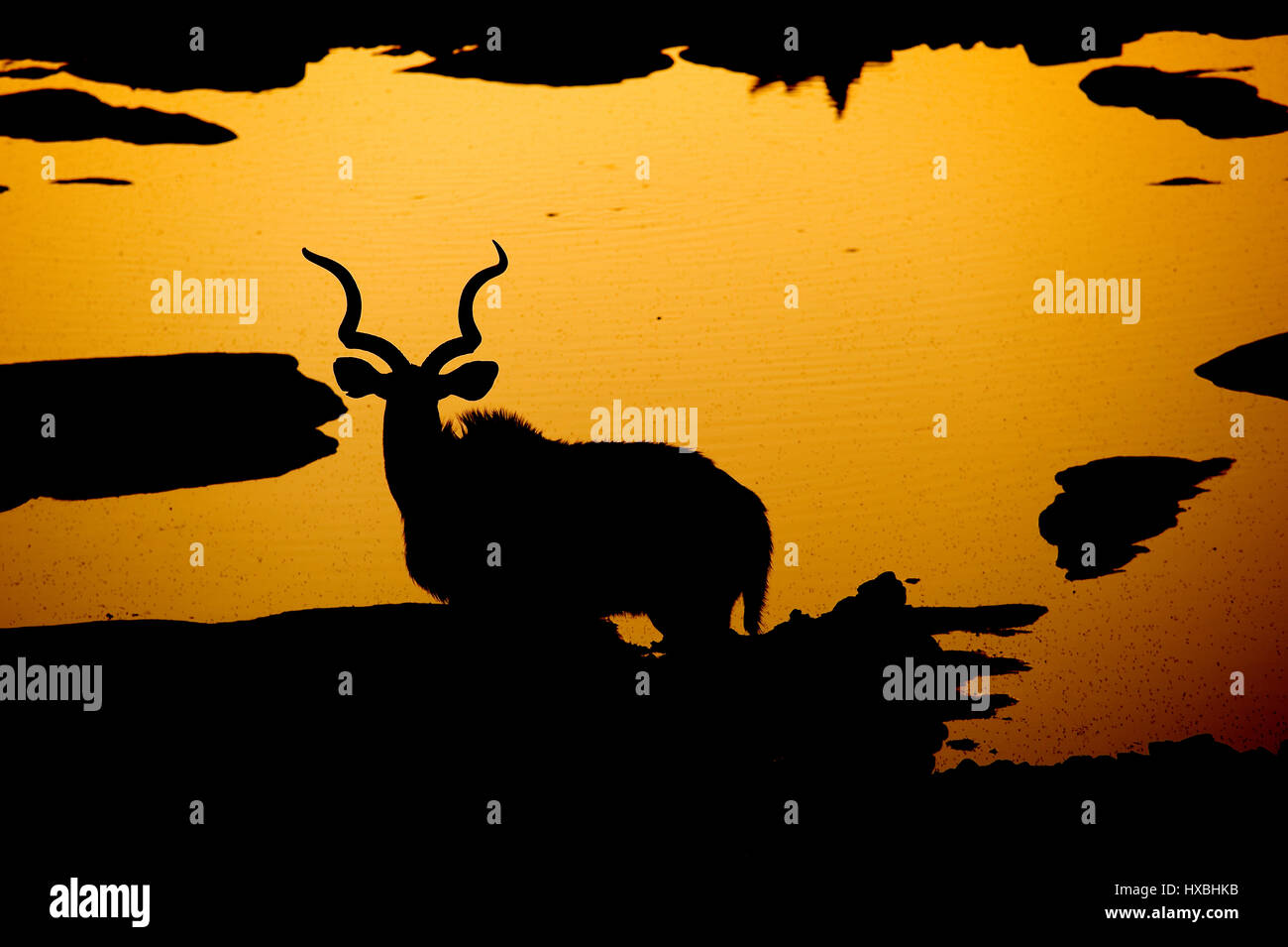 Male kudu anthelope at Moringa waterhole at sunset, Halali, Etosha ...