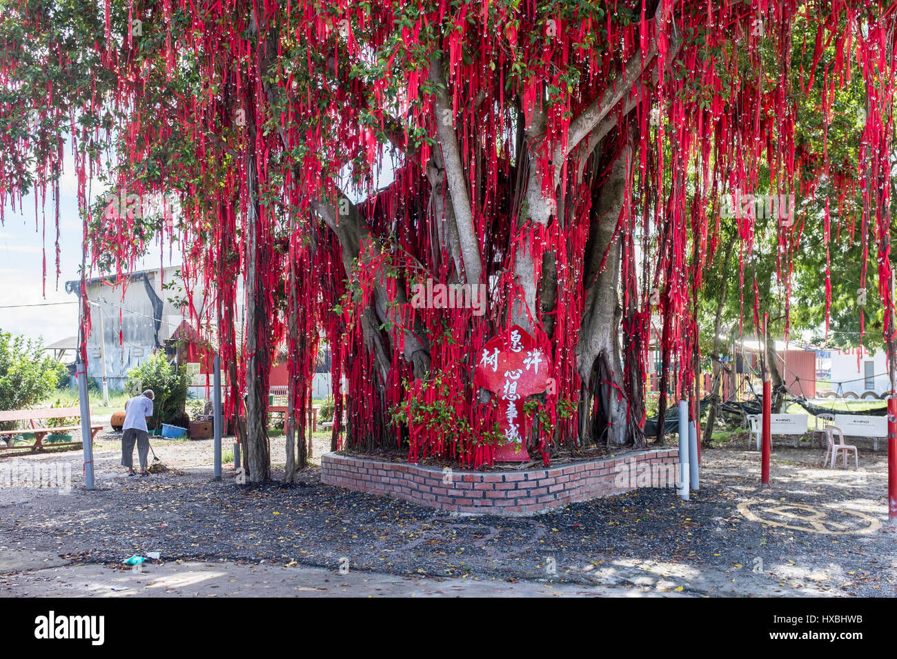 Red ribbons on the wishing tree at Redang Beach in Sekinchan, Malaysia ...