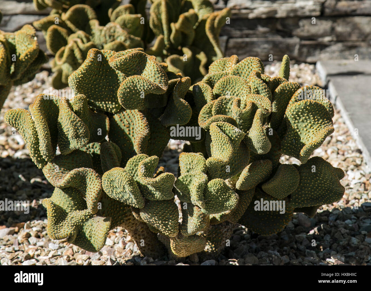 Desert botanical garden phoenix arizona hi-res stock photography and ...
