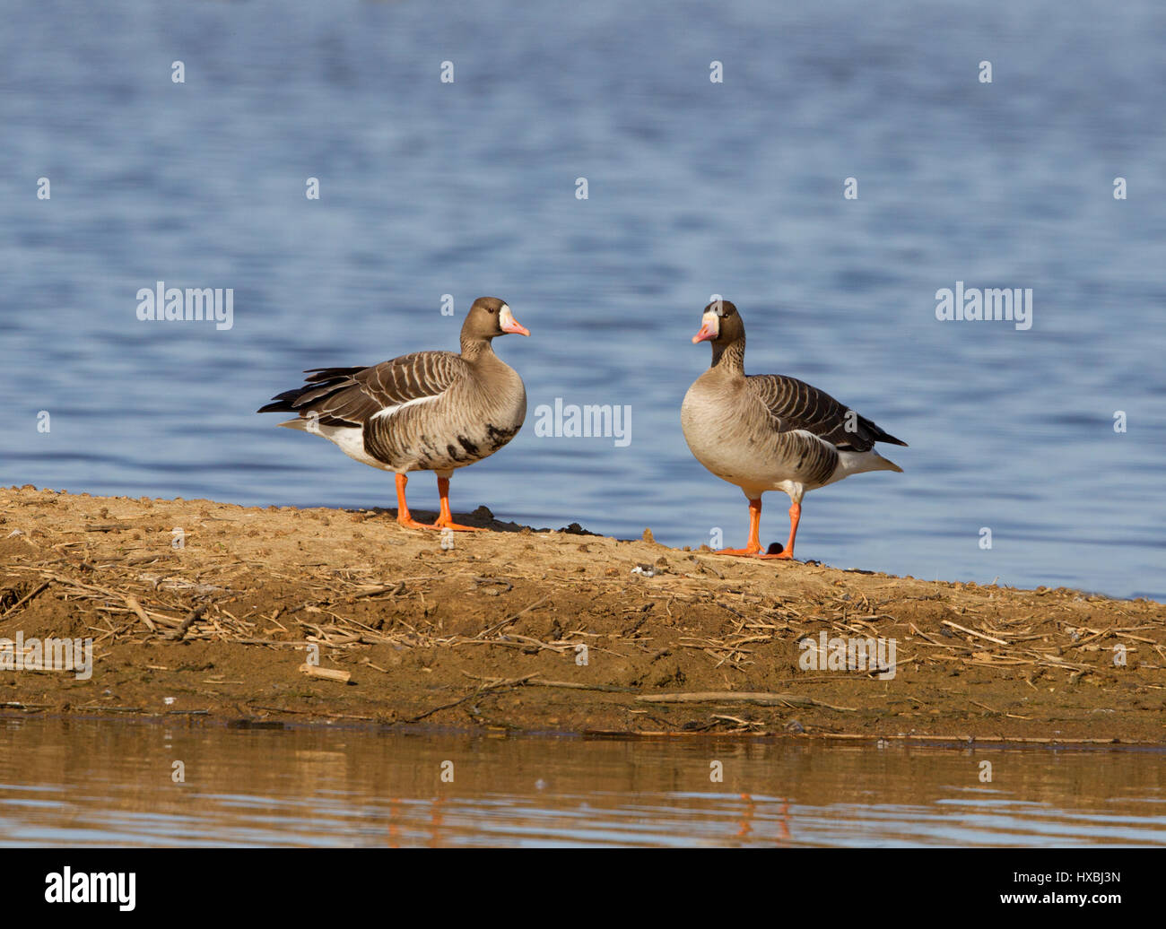 White fronted Geese Stock Photo - Alamy