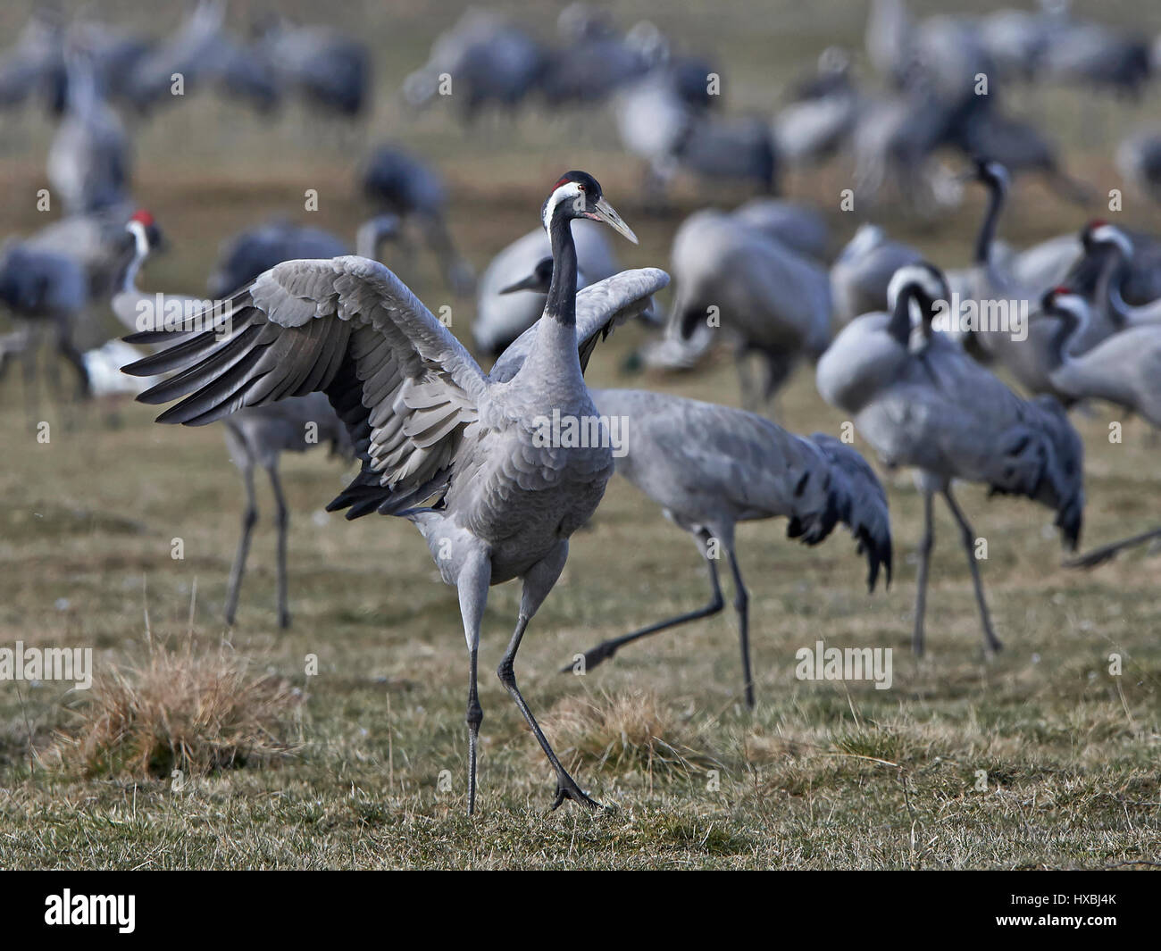 Common crane dancing with vegetation and cranes in the background Stock ...