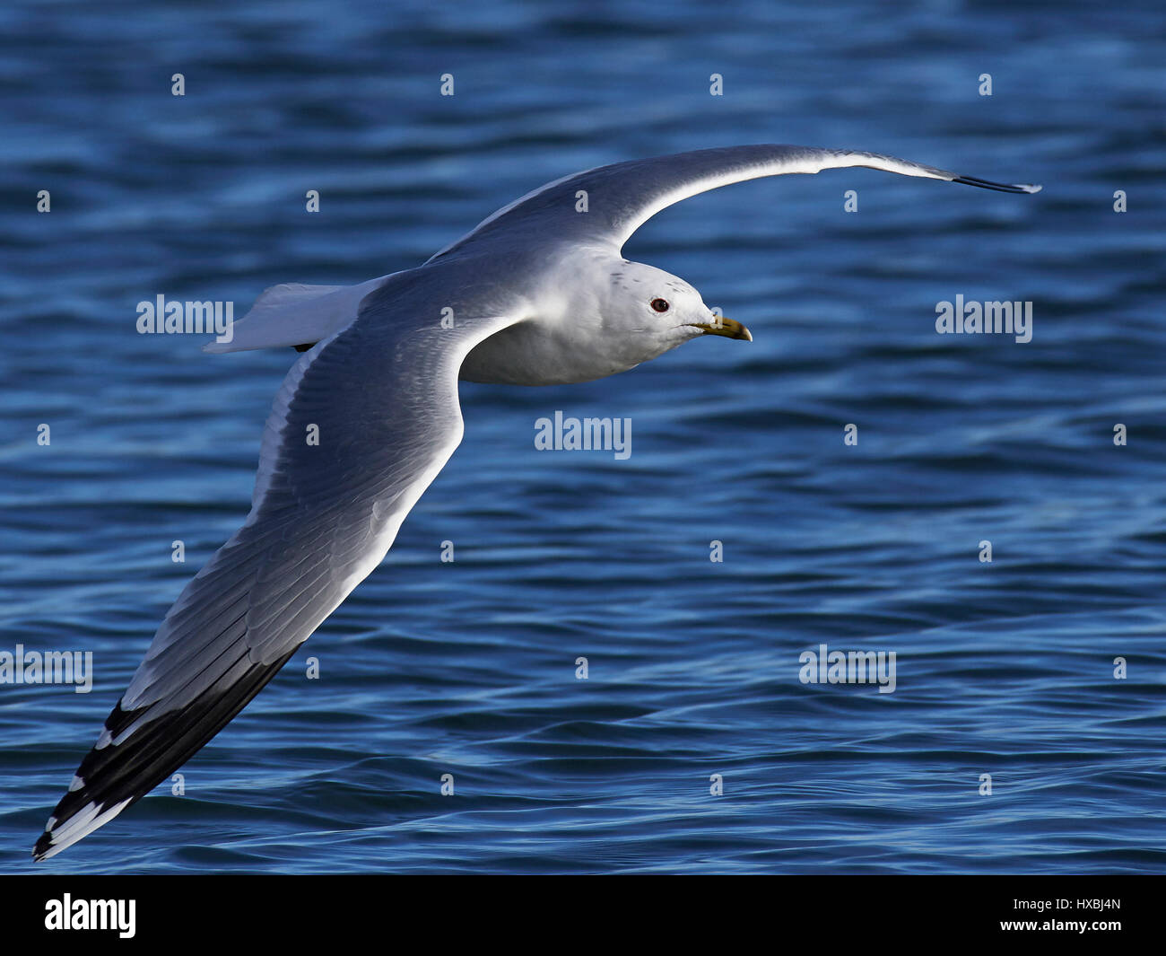 Common gull in flight with blue water in the background Stock Photo - Alamy