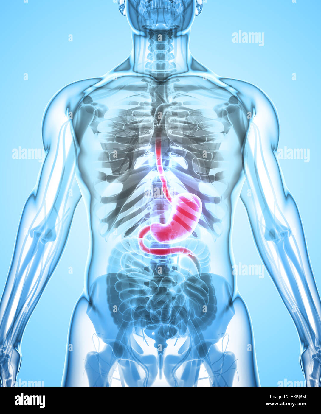 3D illustration of Stomach, Part of Digestive System, anatomy detail ...