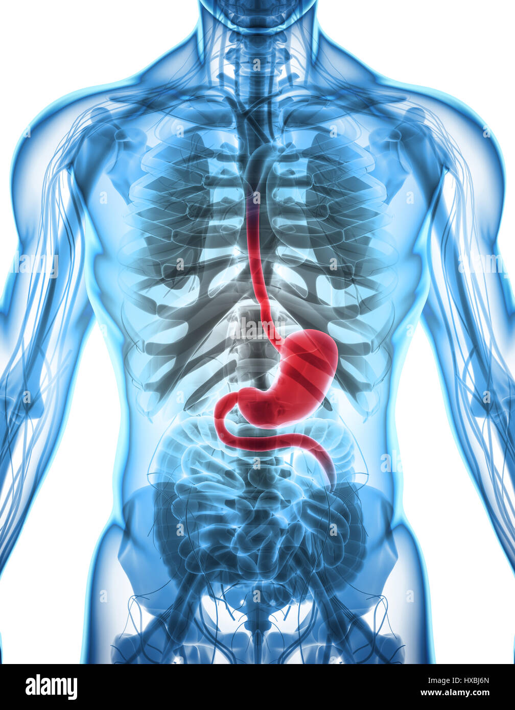 3D illustration of Stomach, Part of Digestive System, anatomy detail ...