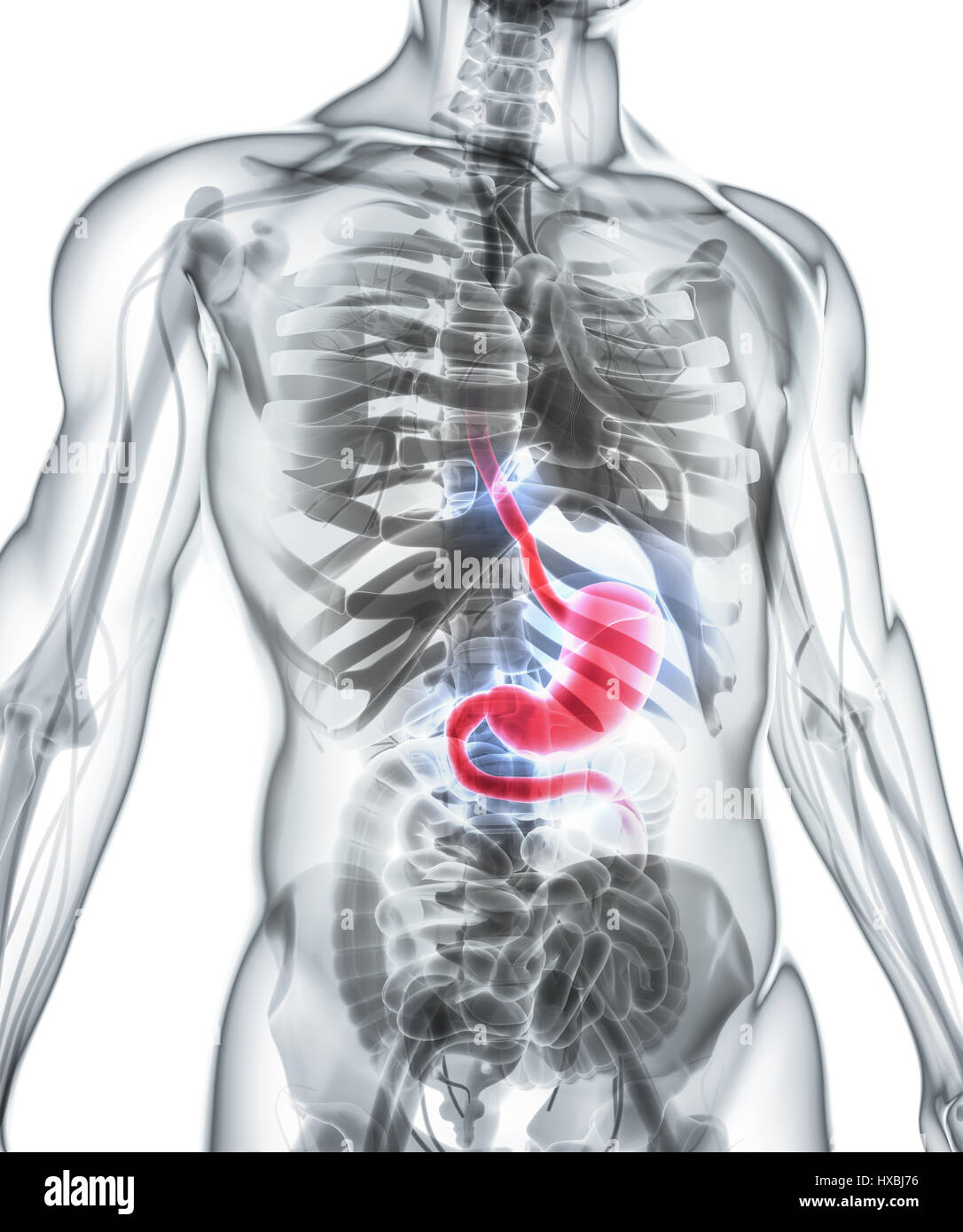3D illustration of Stomach, Part of Digestive System, anatomy detail ...