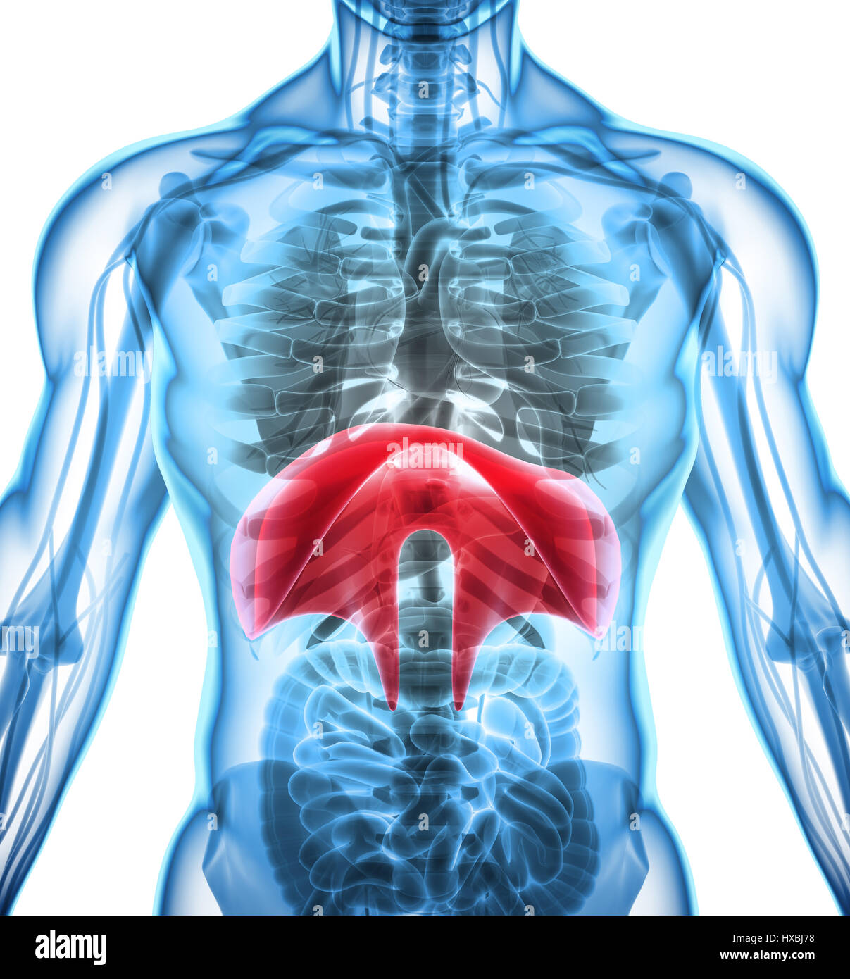 Diaphragm Body Part High Resolution Stock Photography and Images - Alamy
