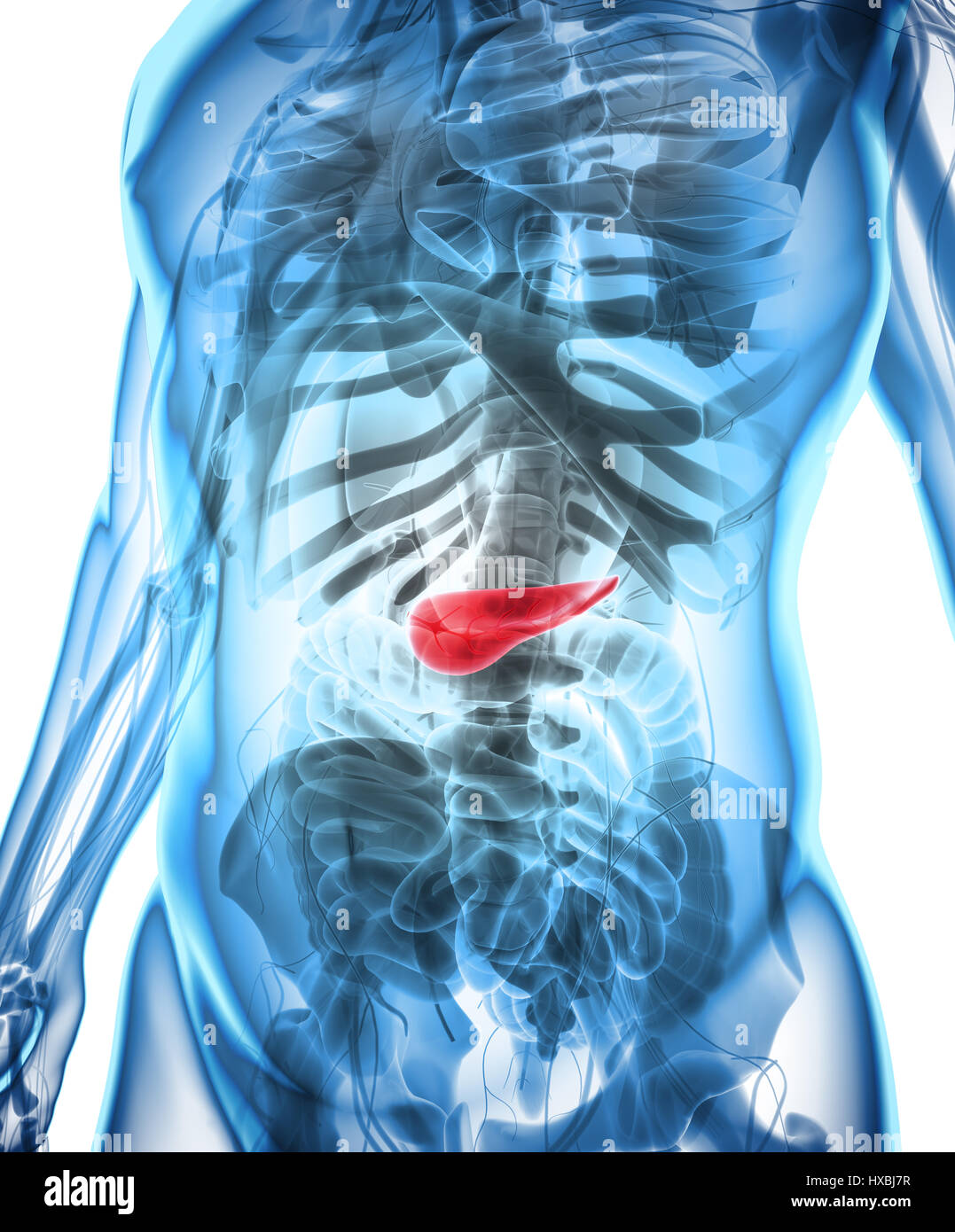3D illustration of Pancreas - part of digestive system, medical Stock ...