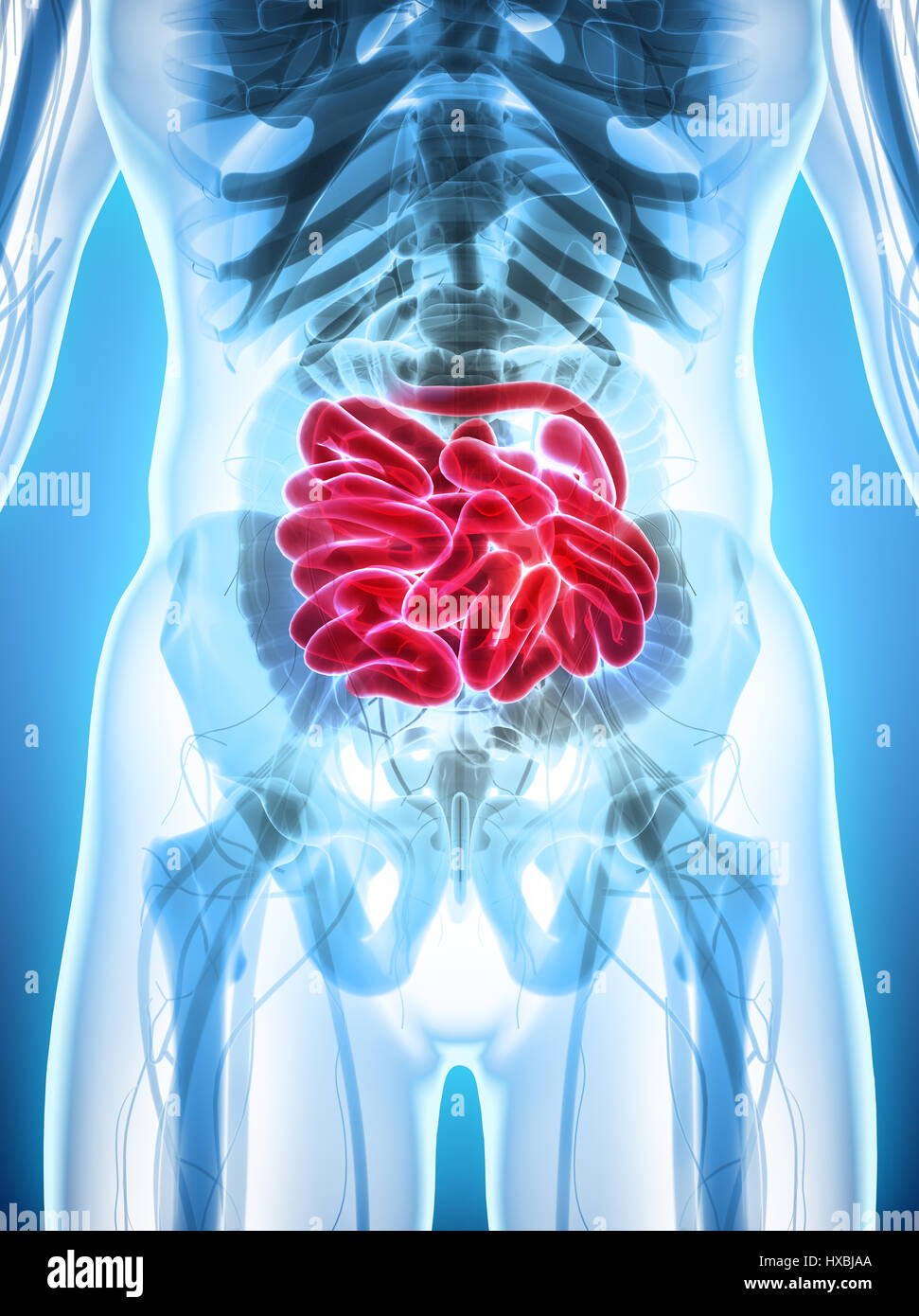 3D illustration of Small Intestine, Part of Digestive System Stock ...