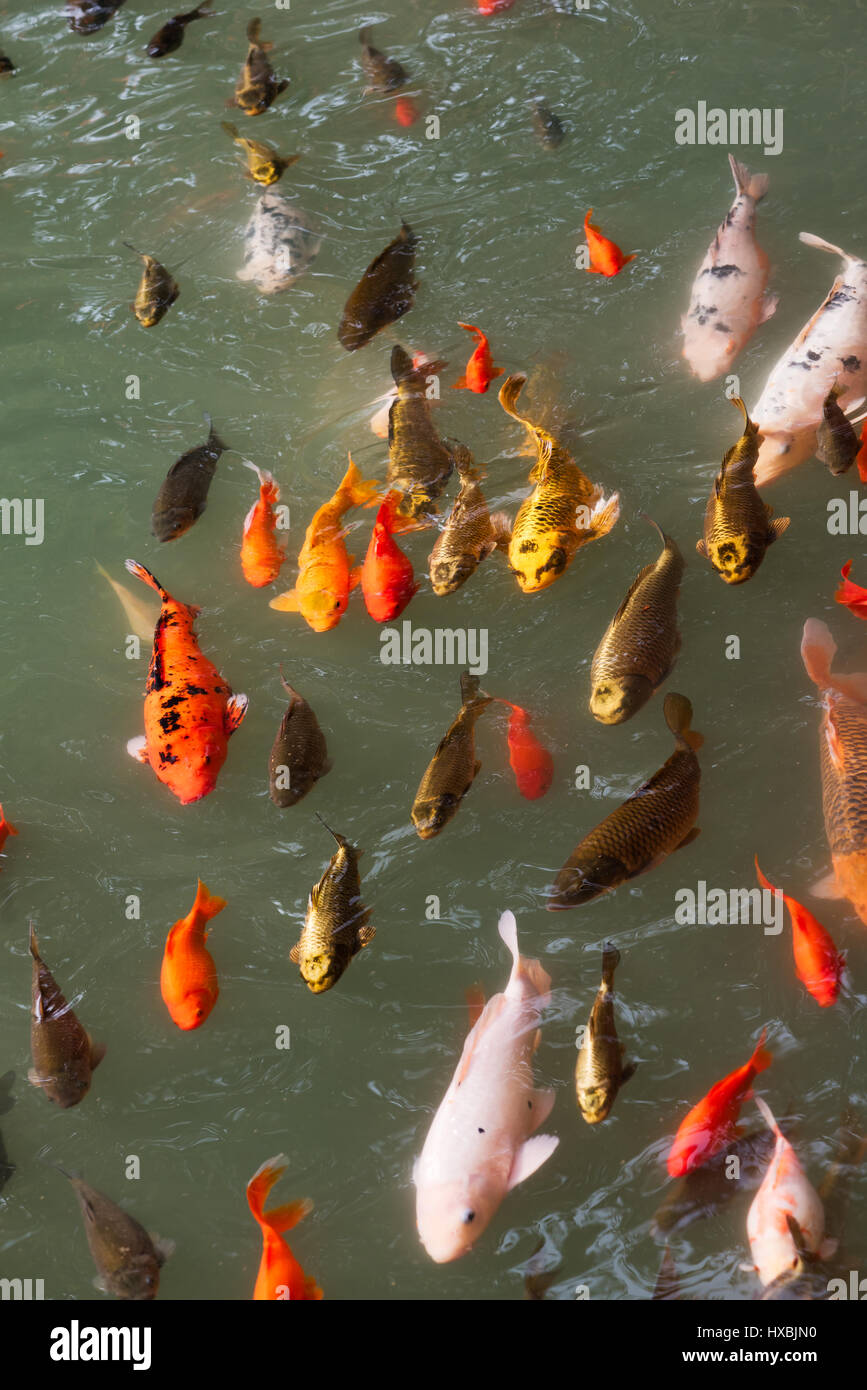 Multicolor bench of fishes fighting for food Stock Photo - Alamy