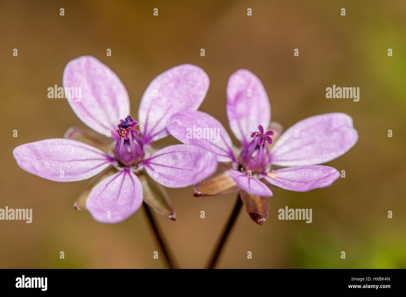 Storksbill field hi-res stock photography and images - Alamy